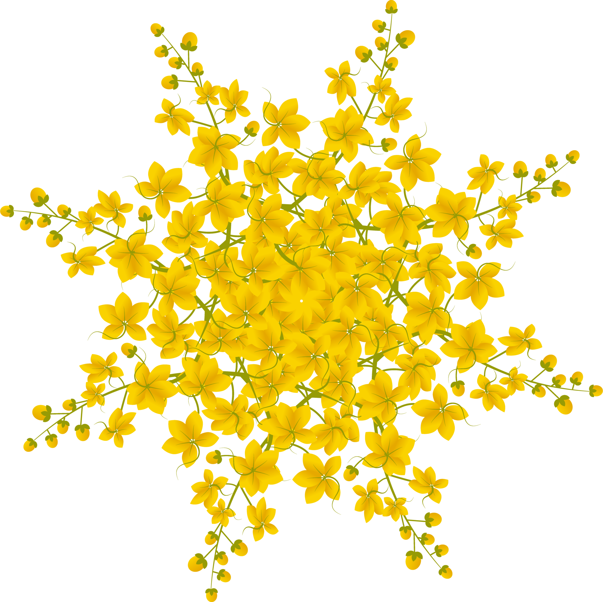 cassia fistula illustration 35630969 PNG