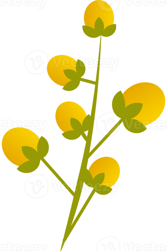 cassia fistula illustration 35630971 PNG