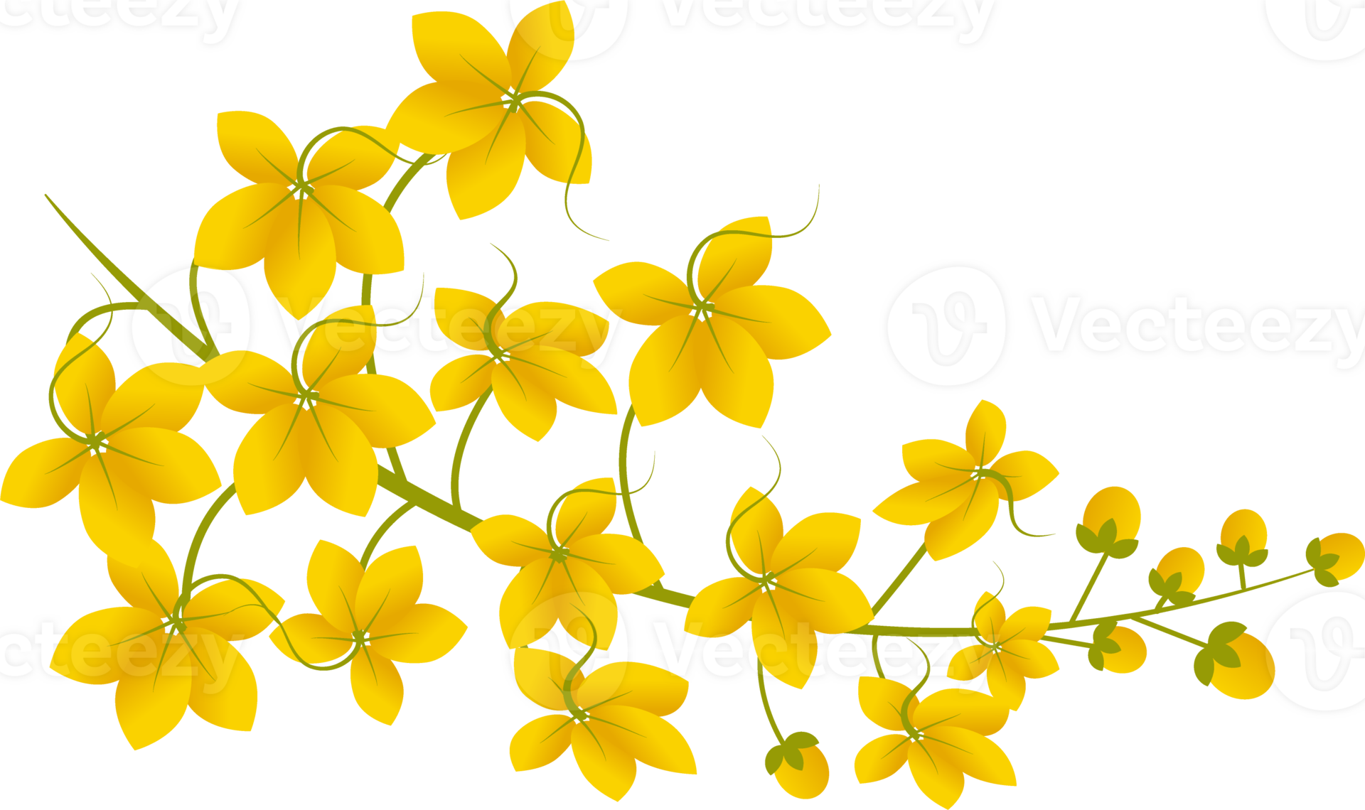 cassia fistula illustration 35630979 PNG