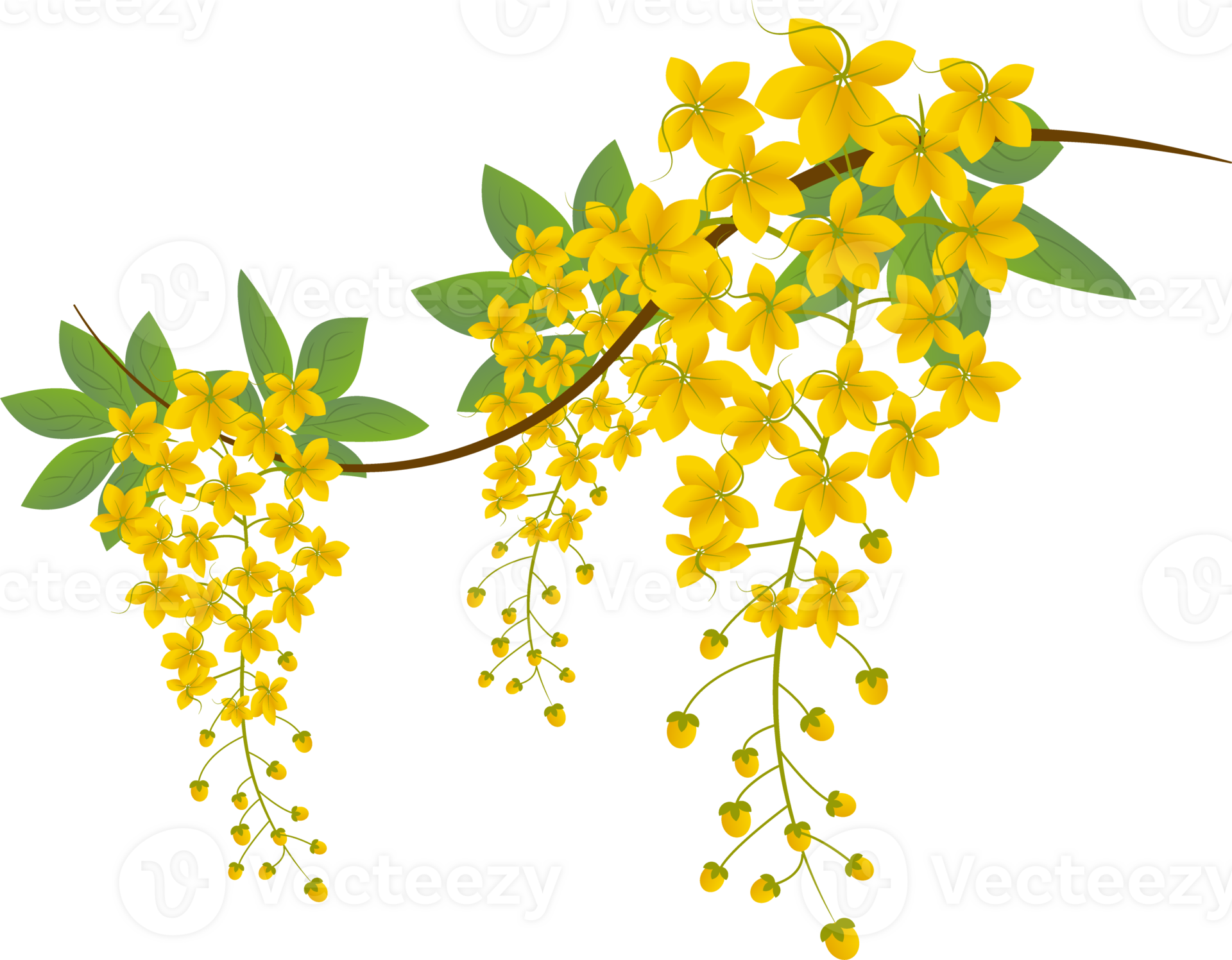 Cassia Fistula Illustration 35630986 Png