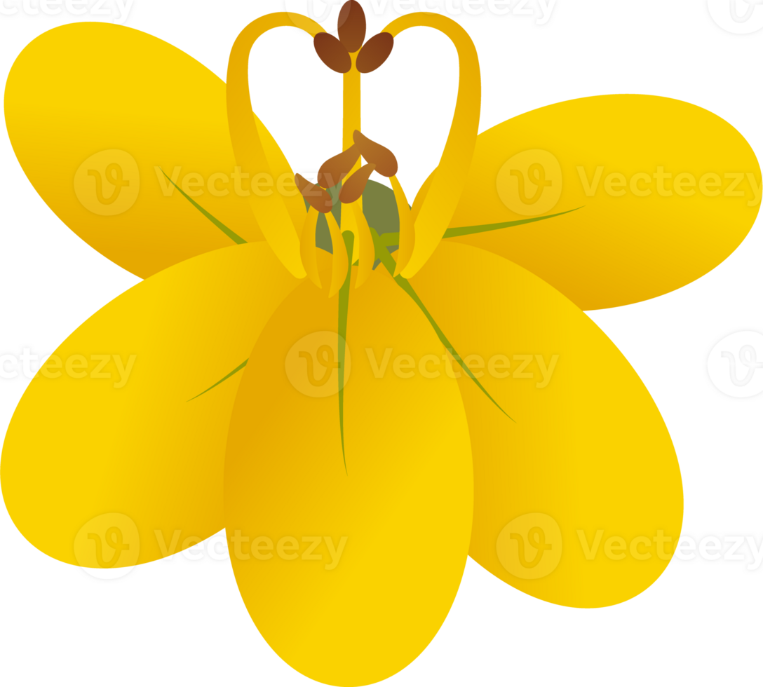 cassia fistula illustration 35631000 PNG