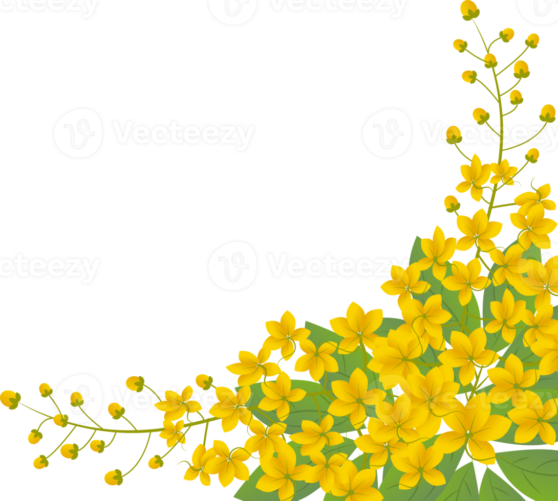 cassia fistula illustration 35631005 PNG