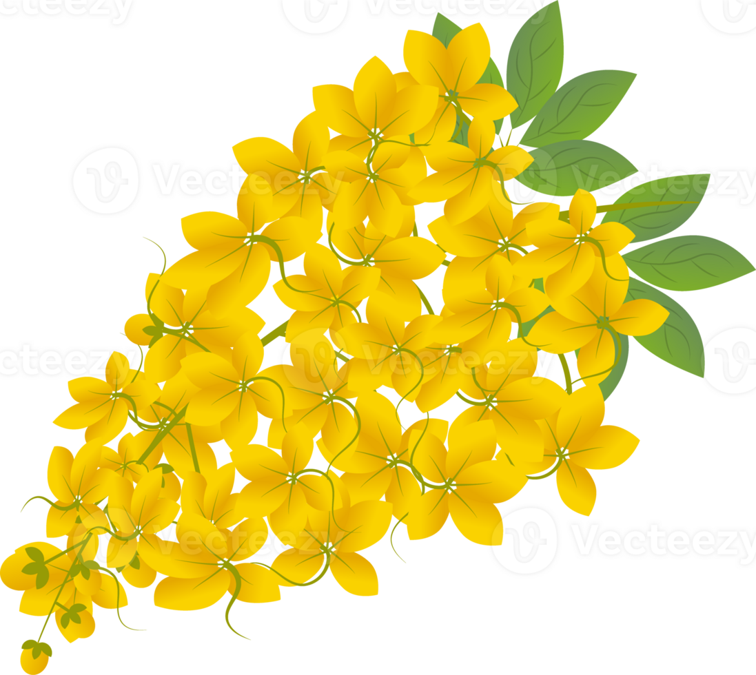 cassia fistula illustration 35631007 PNG