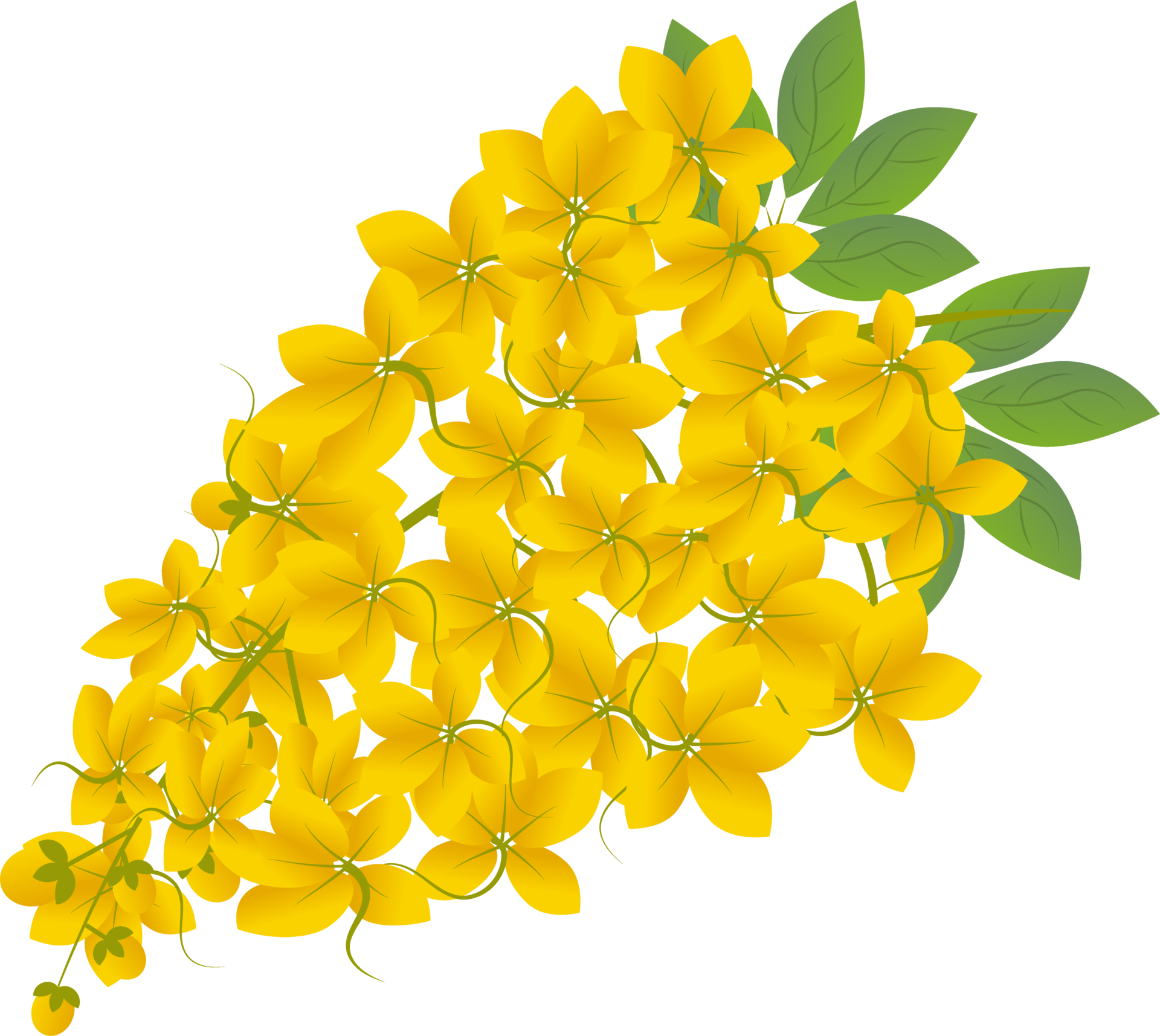 cassia fistula illustration 35631007 PNG