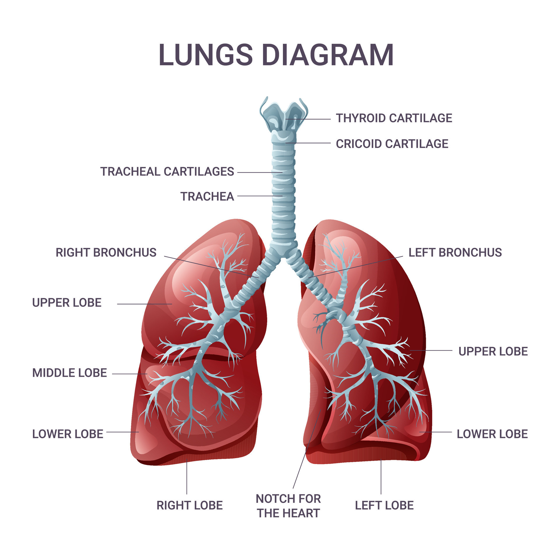 Livianos Médico Educativo Diagrama Vector Ilustración 35633943 Vector En Vecteezy