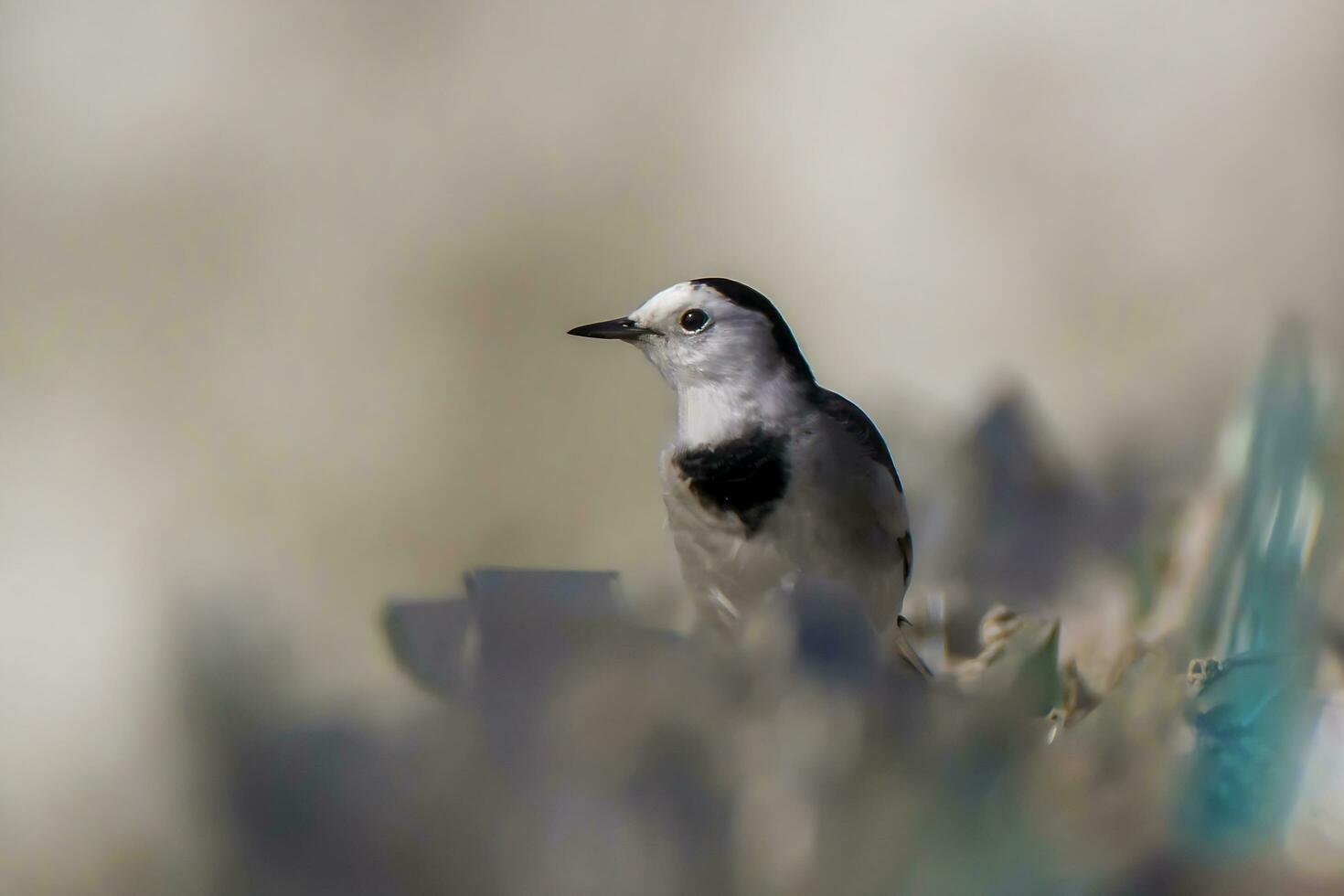 Bird Flying Stock Photos, Images and Backgrounds for Free Download