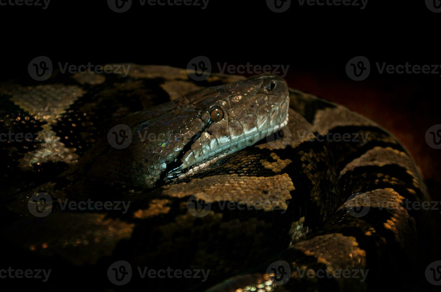 Python Silhouette Stock Photos, Images and Backgrounds for Free Download