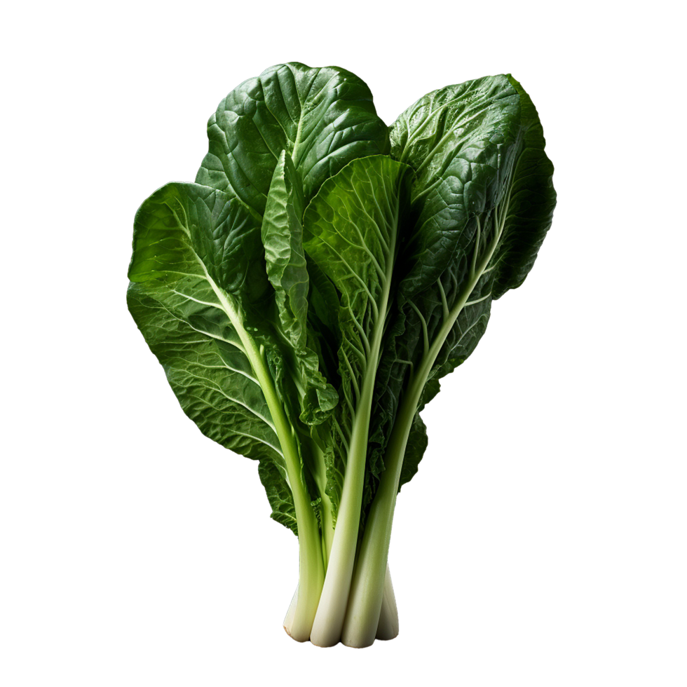 Bok Choy Png Transparent Images Png All - vrogue.co Bok Choy Png Transparent Images Png All - vrogue.co