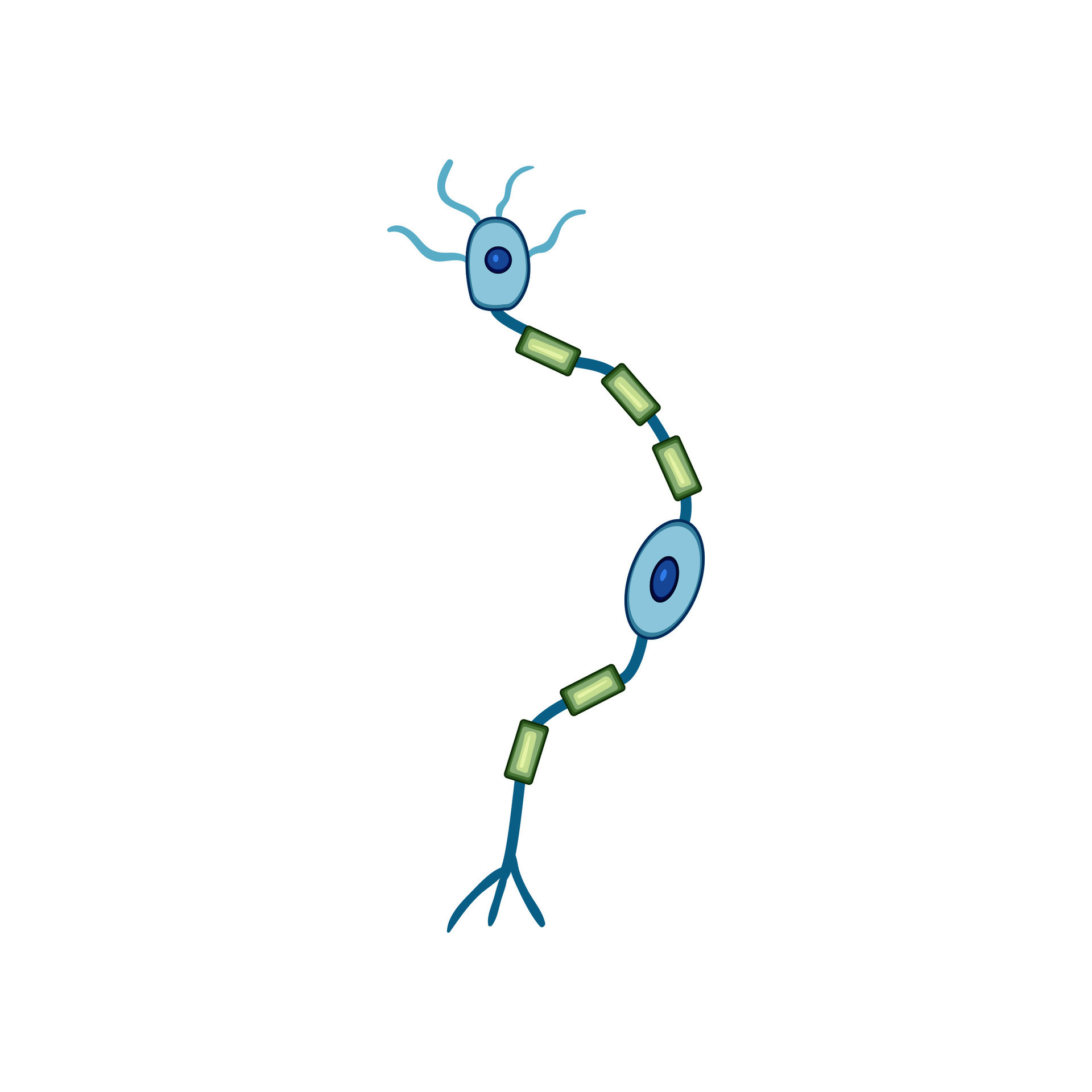 diagram neurons cartoon vector illustration 35730608 Vector Art at Vecteezy diagram neurons cartoon vector illustration 35730608 Vector Art at Vecteezy