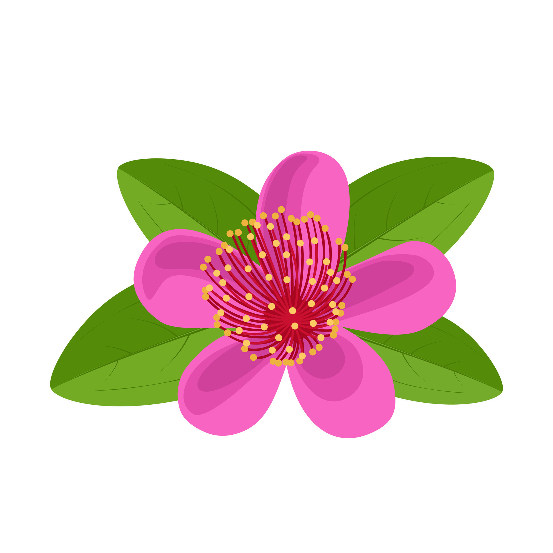 Vector illustration, Rhodomyrtus tomentosa also known as rose myrtle or downy myrtle, isolated ...