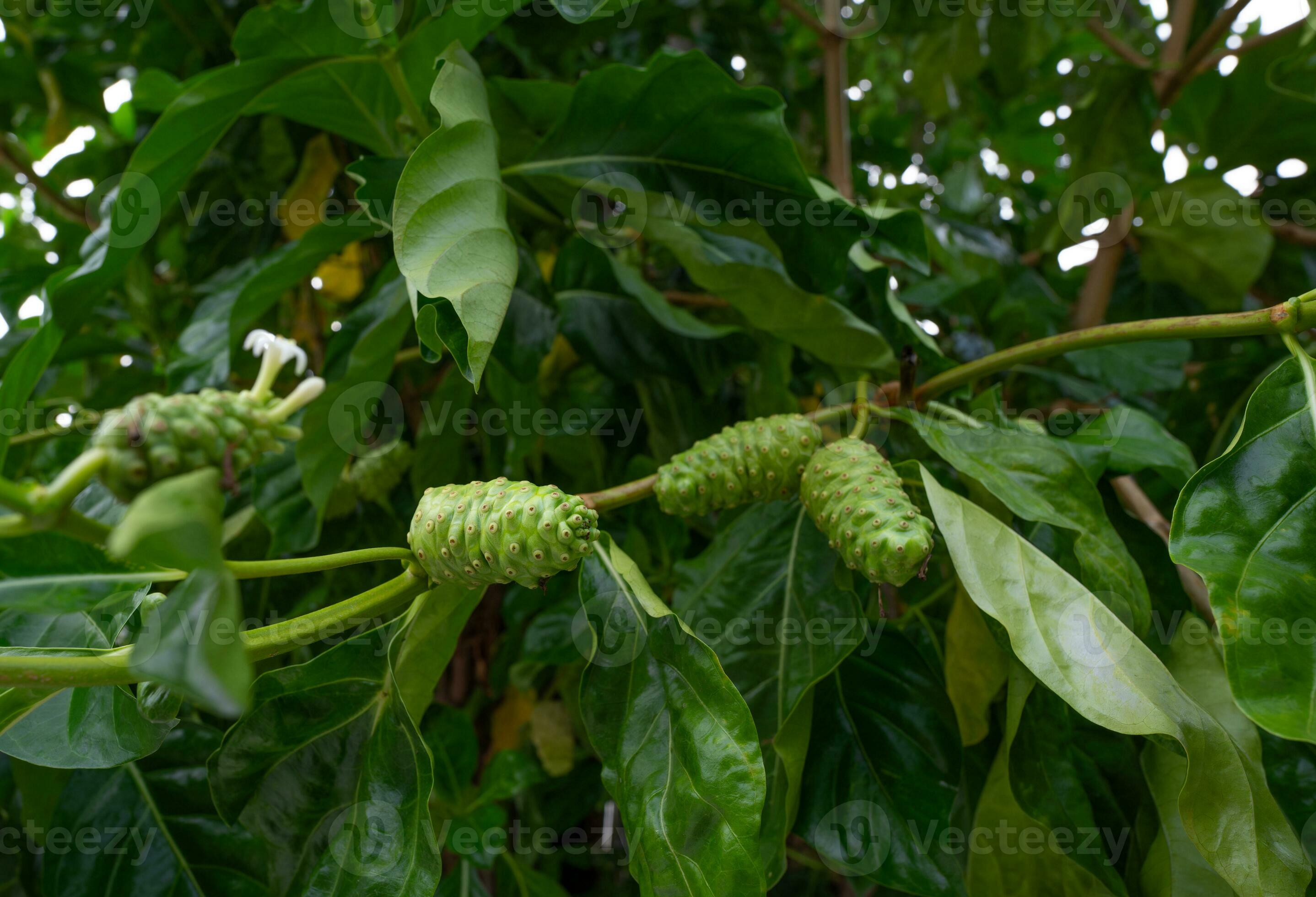fruta de noni en el árbol de morinda citrifolia. árbol de morinda ... fruta de noni en el árbol de morinda citrifolia. árbol de morinda ...