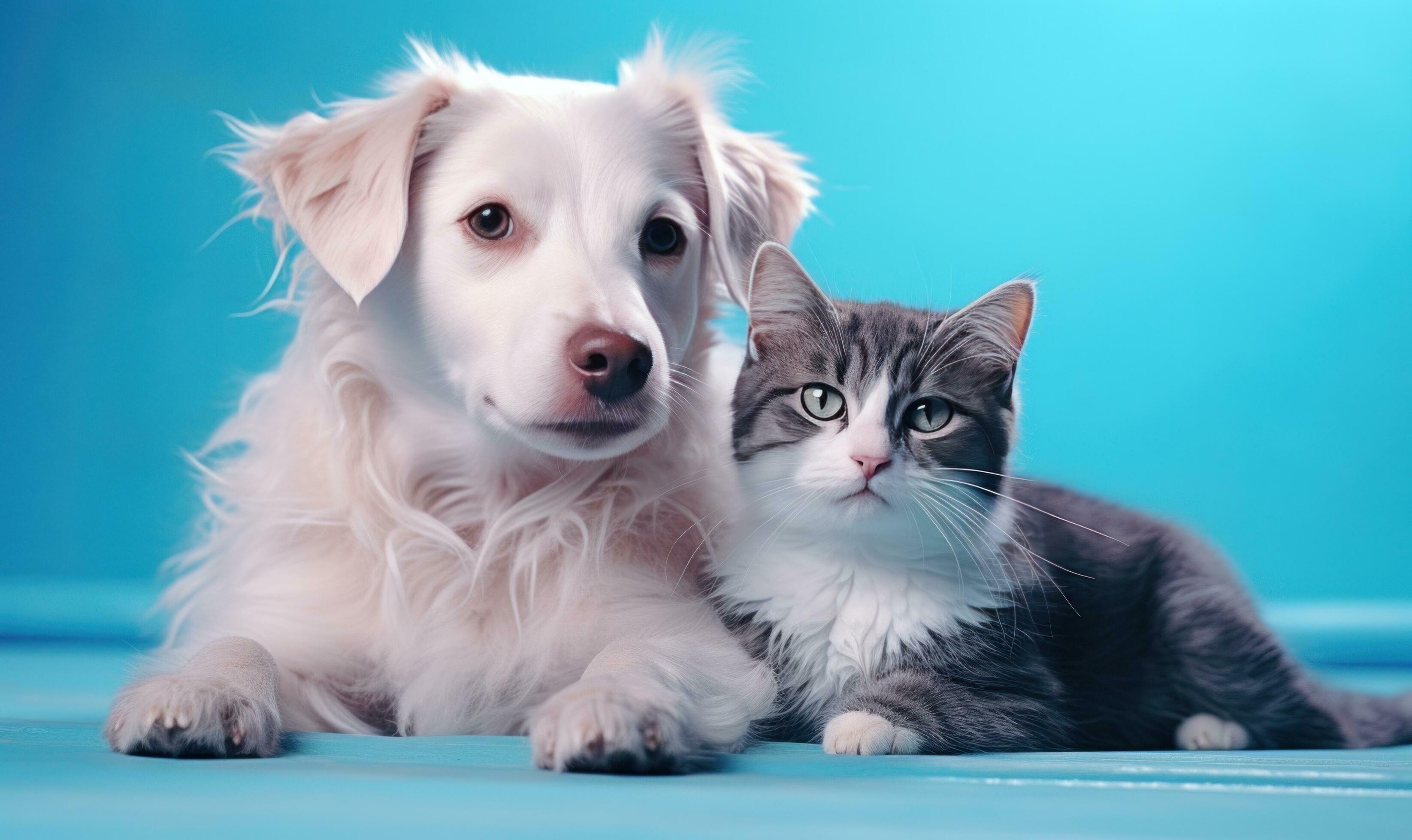 AI generated dogs and cats together on a blue background, 35817195 ...
