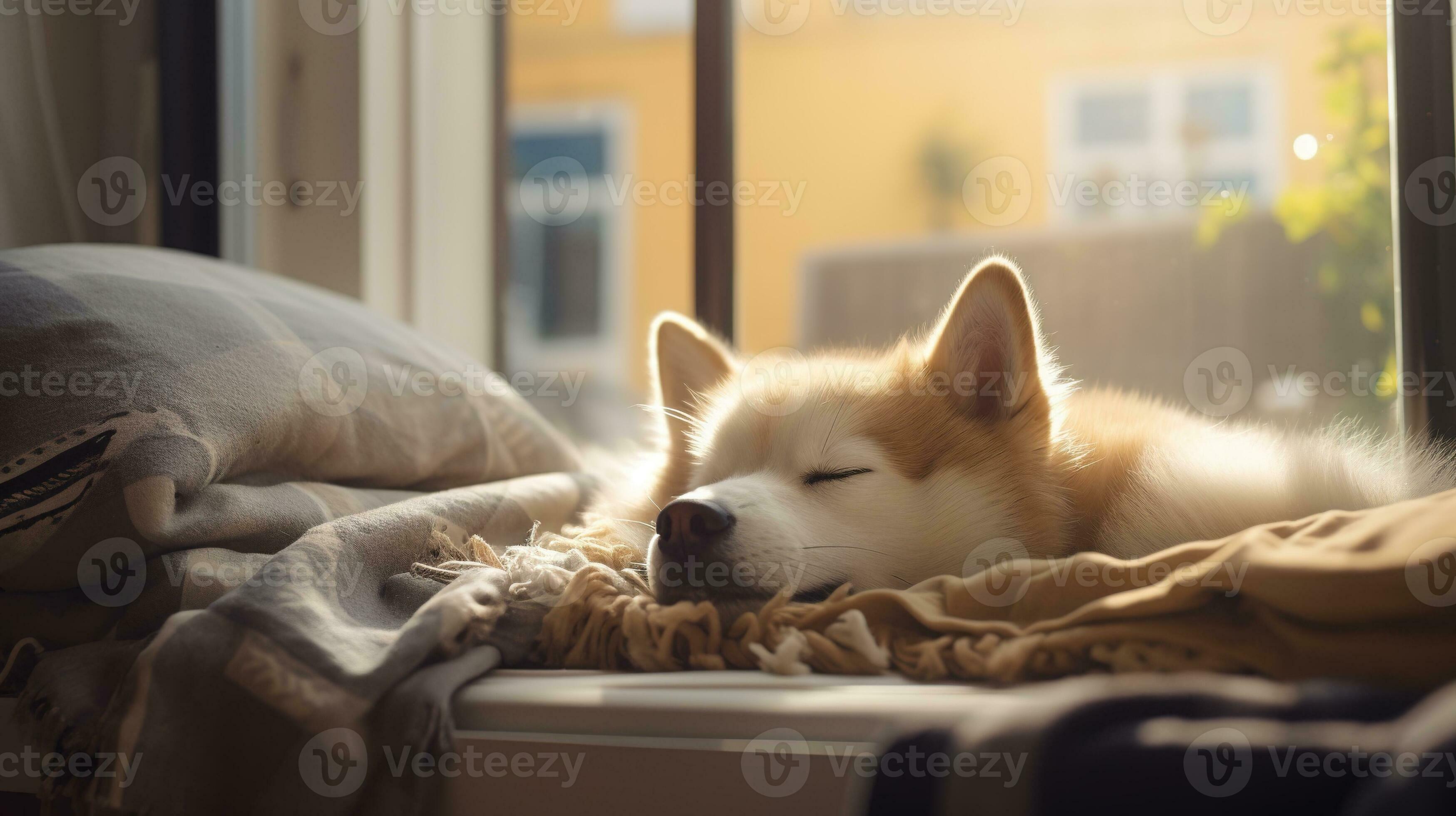 AI generated Generative AI, cute dog sleeping on cozy warm blanket near the window, hygge style ...