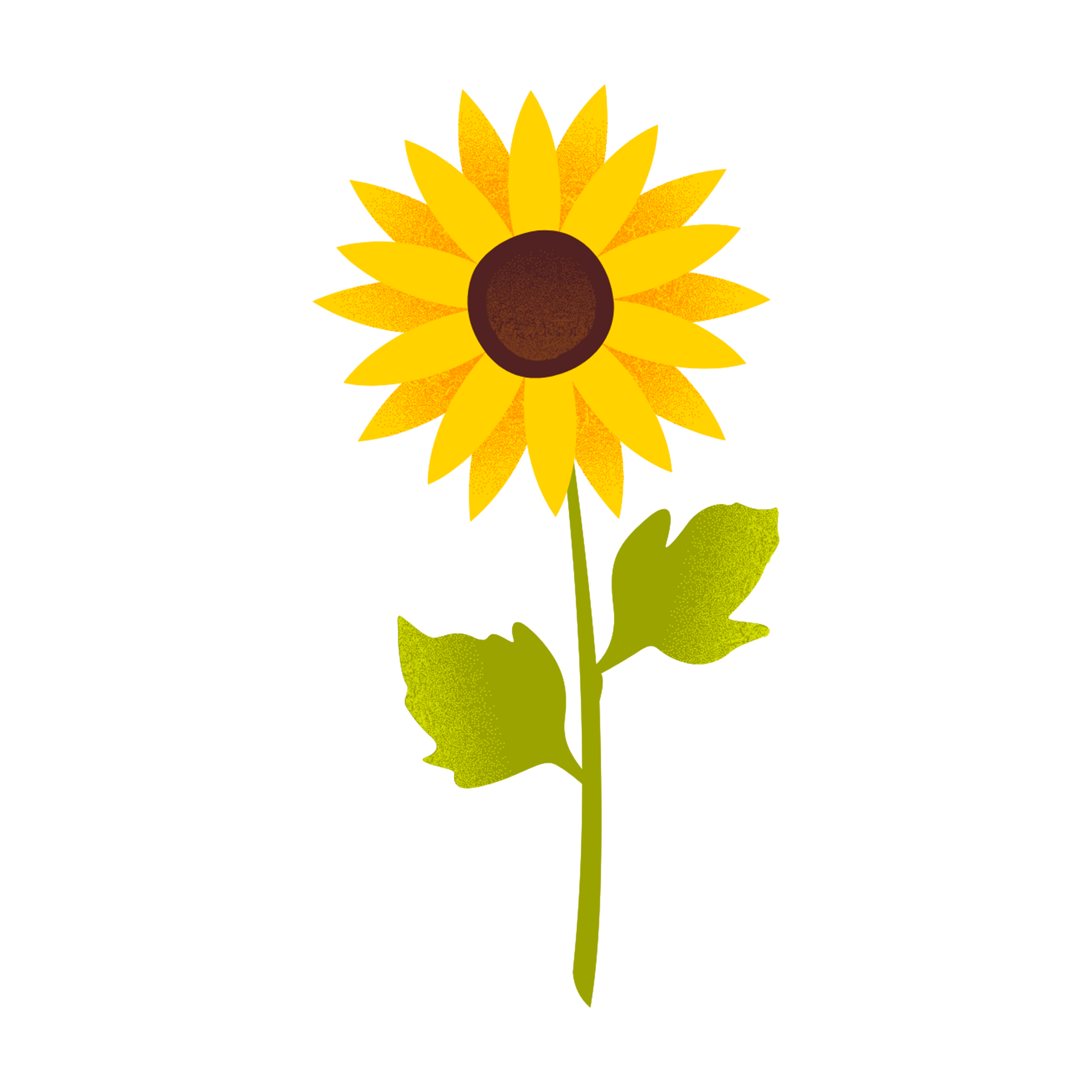Ai Generado Común Girasol Dibujo 35880244 Png