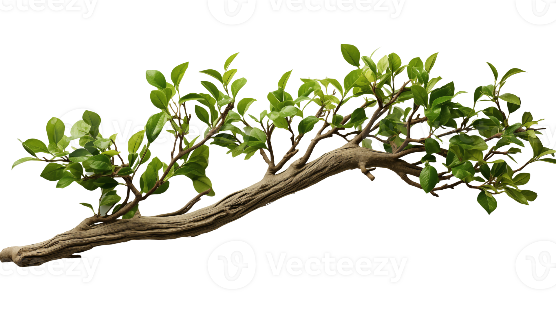 AI generated Twisted Jungle Tree Branch with Growing Plant Isolated on ...