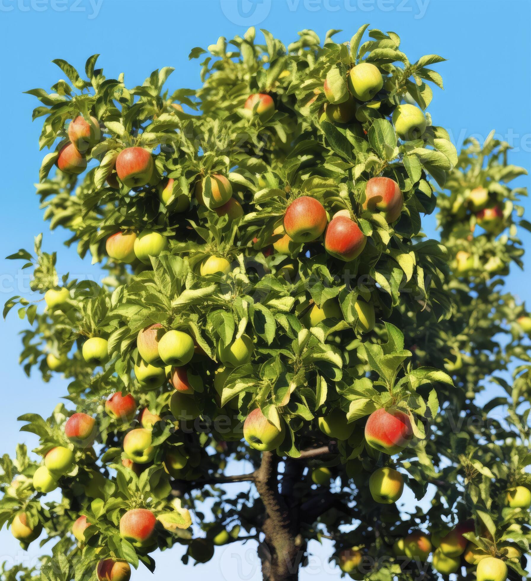 AI generated A beautiful green apple tree. AI Generated 35918710 Stock ...