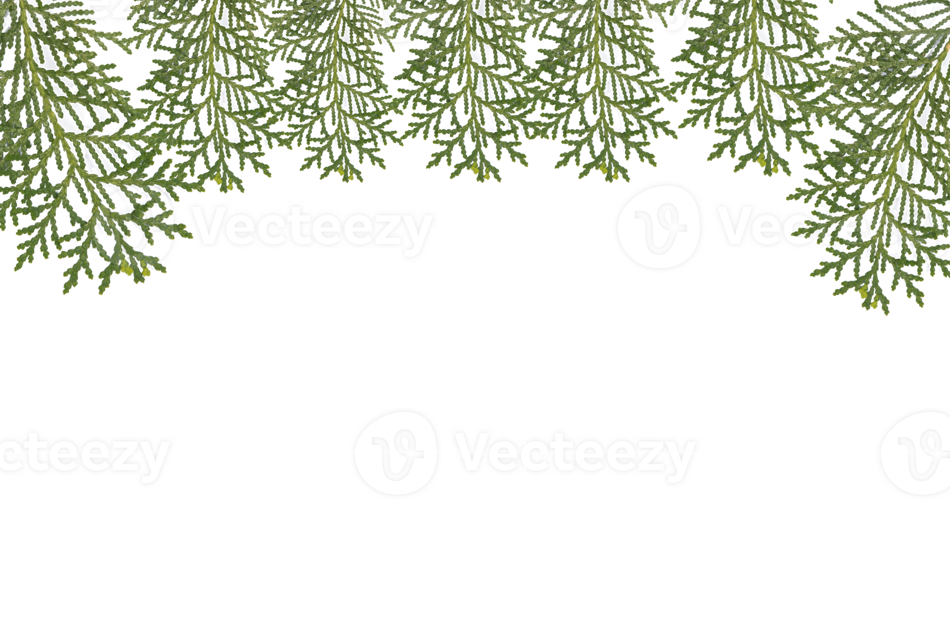 närbild färsk grön kvistar thuja grenar isolerat på en transparent bakgrund. png, tall träd ...