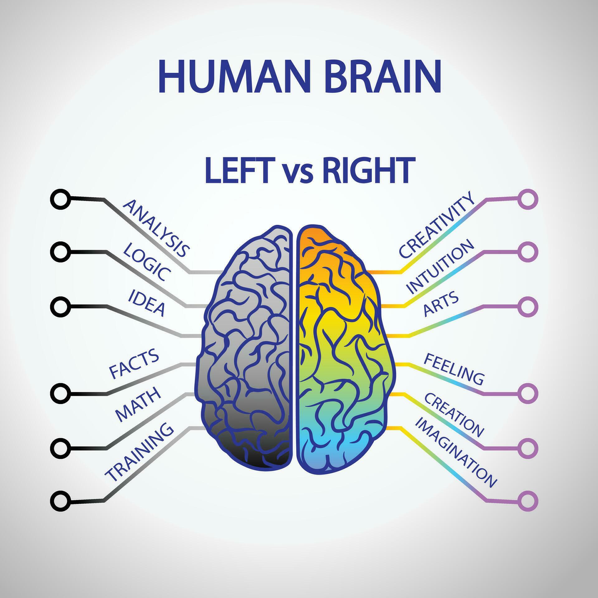 Human brain anatomy with left and right function 35980902 Vector Art at ...