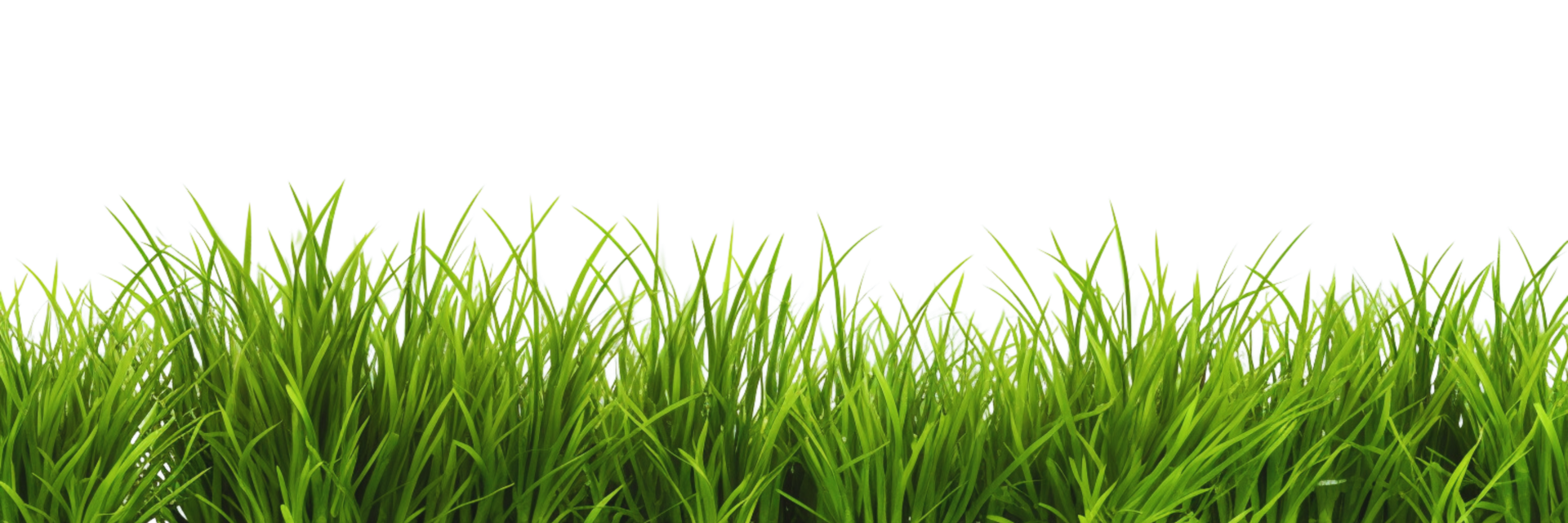 AI generated green grass on a transparent background 35995914 PNG