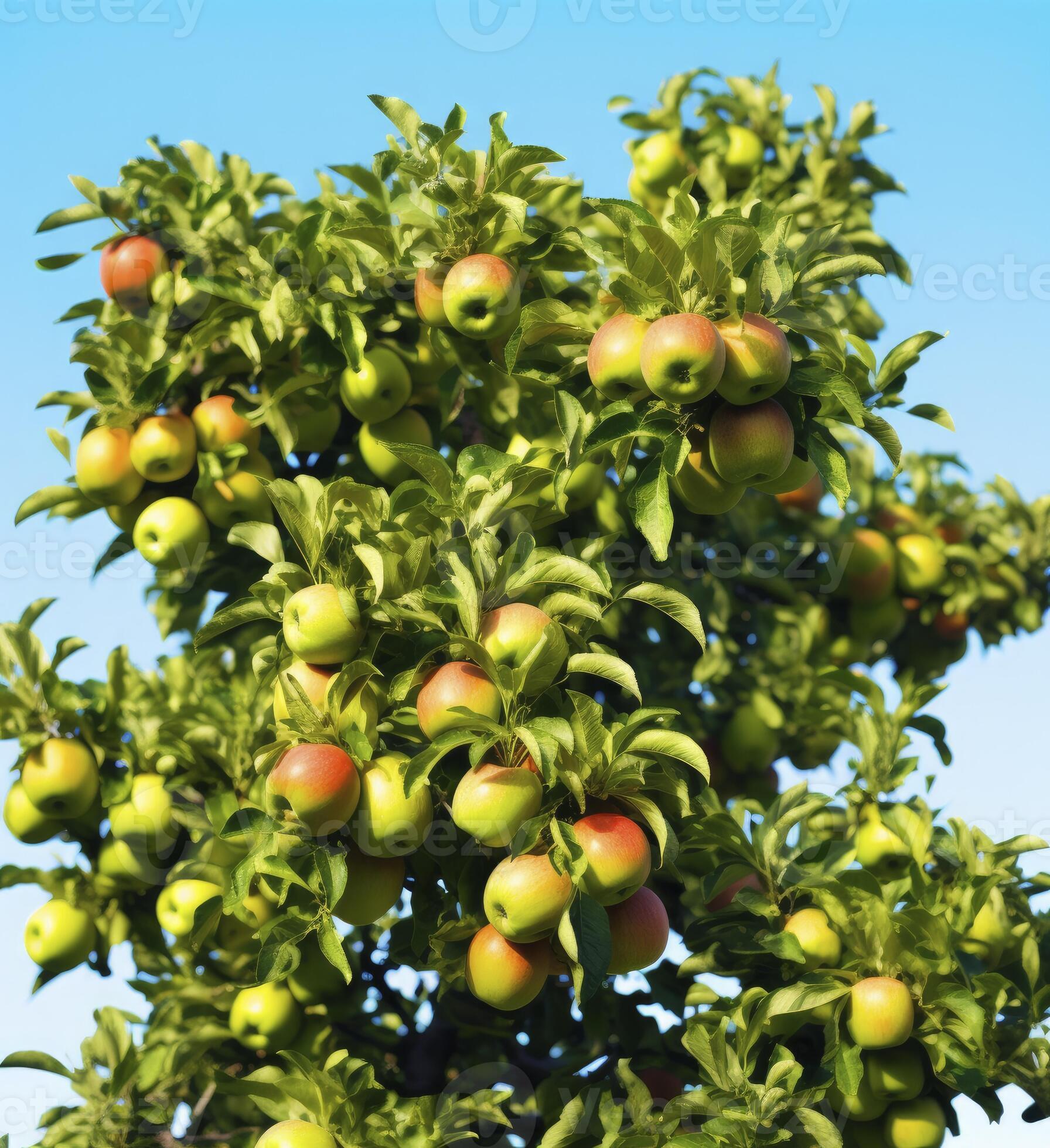 AI generated A beautiful green apple tree. AI Generated 36014616 Stock ...