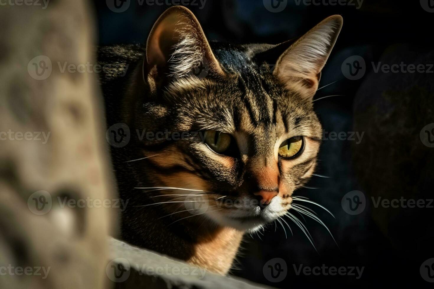 AI generated Curious cat peeking around a corner. Neural network AI generated 36041691 Stock ...