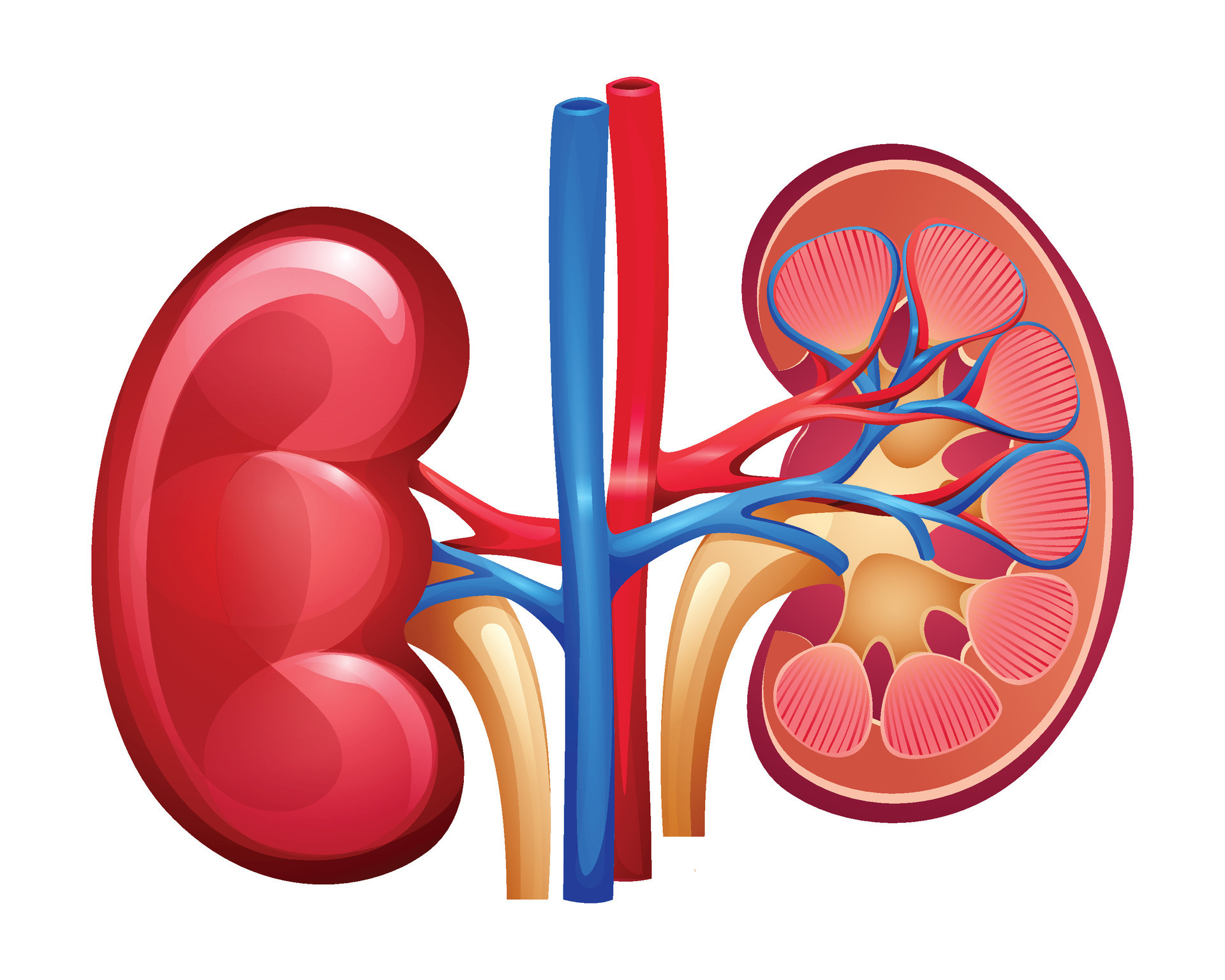 Human kidneys whole and half cut. Urinary system. Anatomy of internal ...
