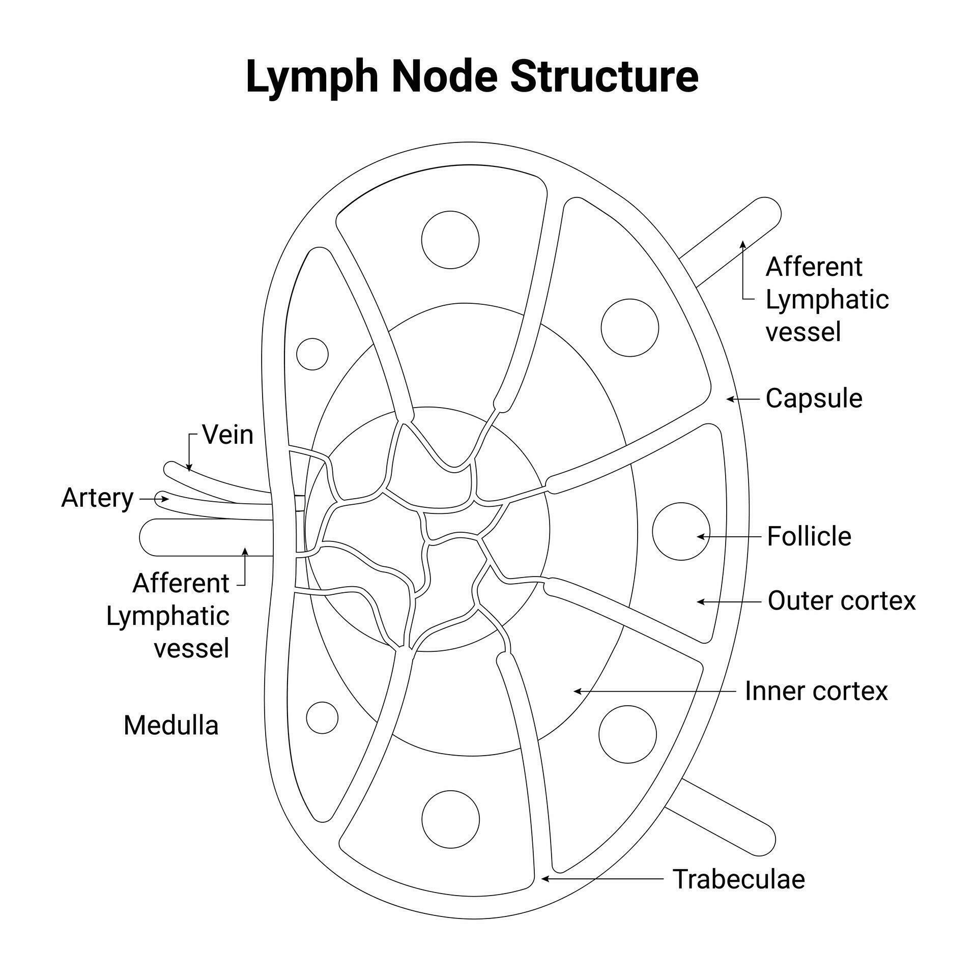 Lymph Node Structure Science Design Vector Illustration 36059201 Vector ...