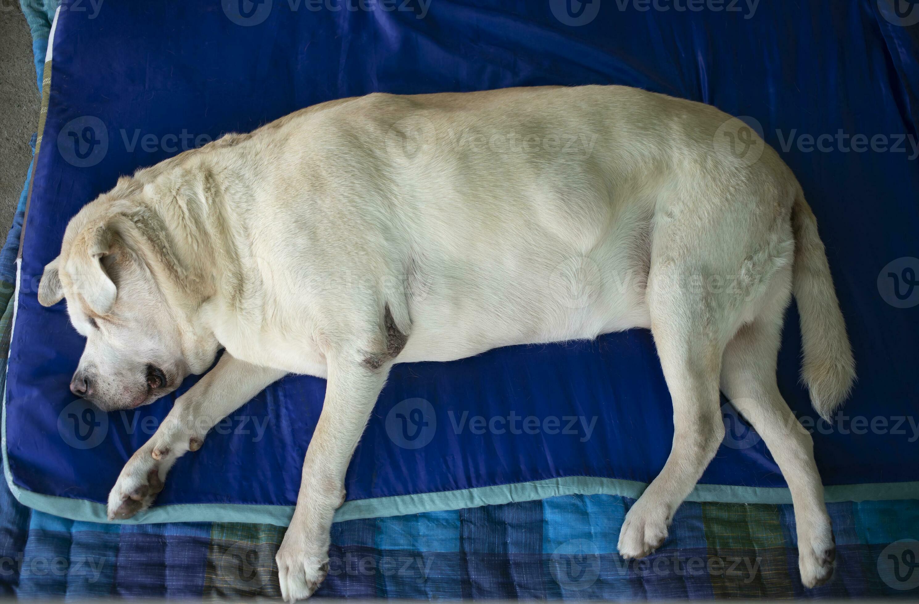 Labrador perro dormido silabrador perro acostado enfermo con cáncer lipoma en barriga, 15 años ...