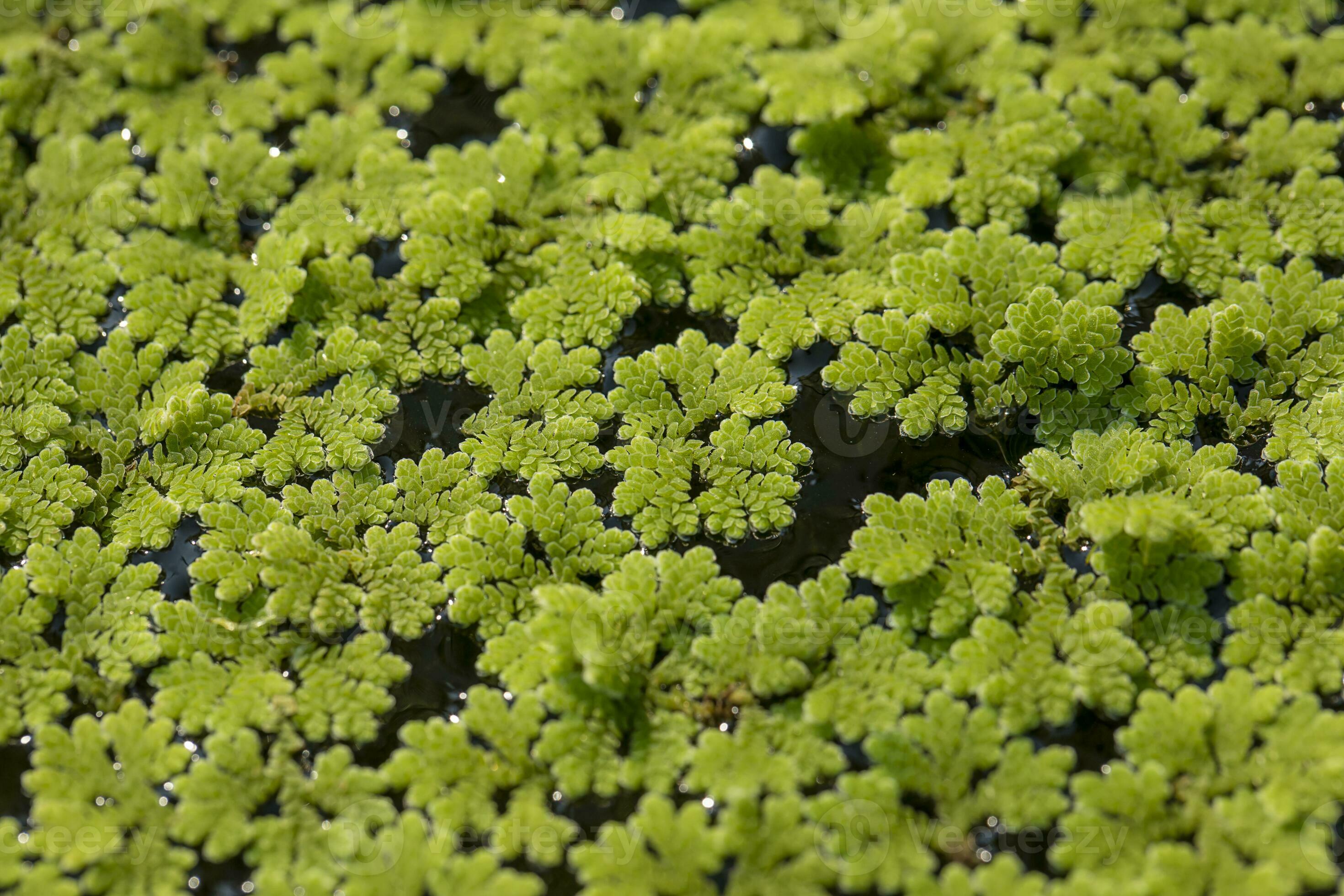 Azolla caroliniana or Mosquito fern, Water fern. It is a small aquatic plant in the family of ...
