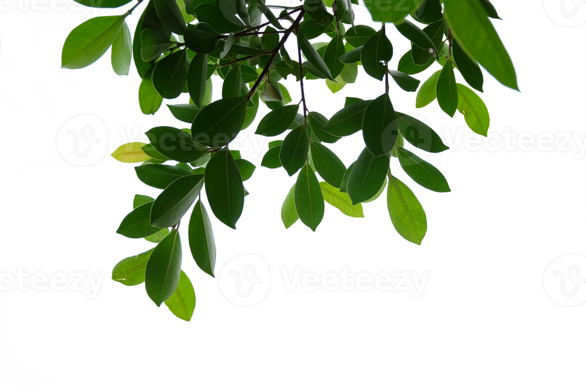 Tree branches and leaves isolated on transparent background 36100962 PNG