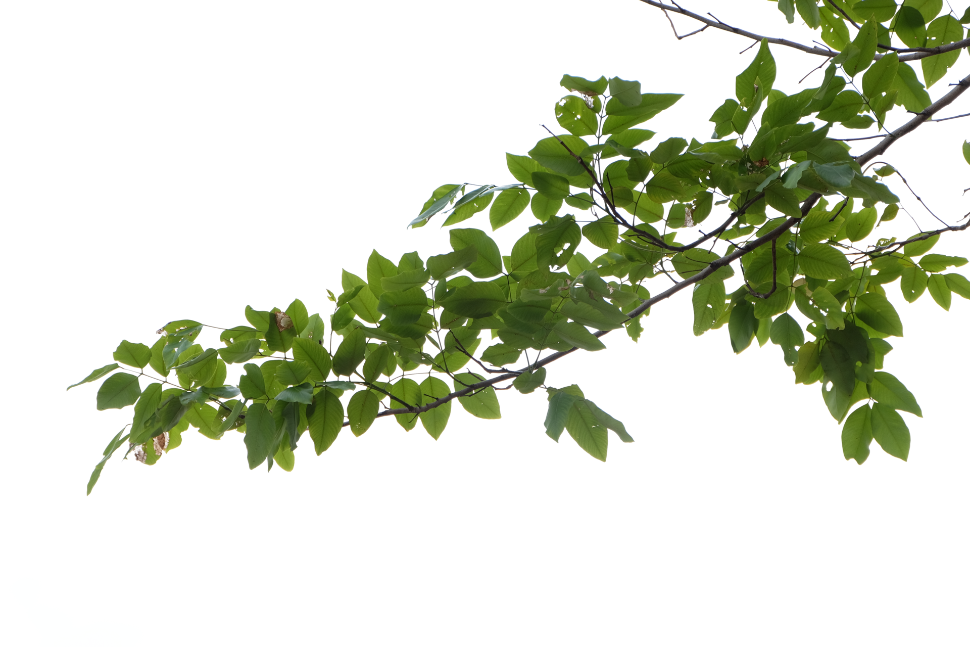 Tree branches and leaves isolated on transparent background 36100963 PNG