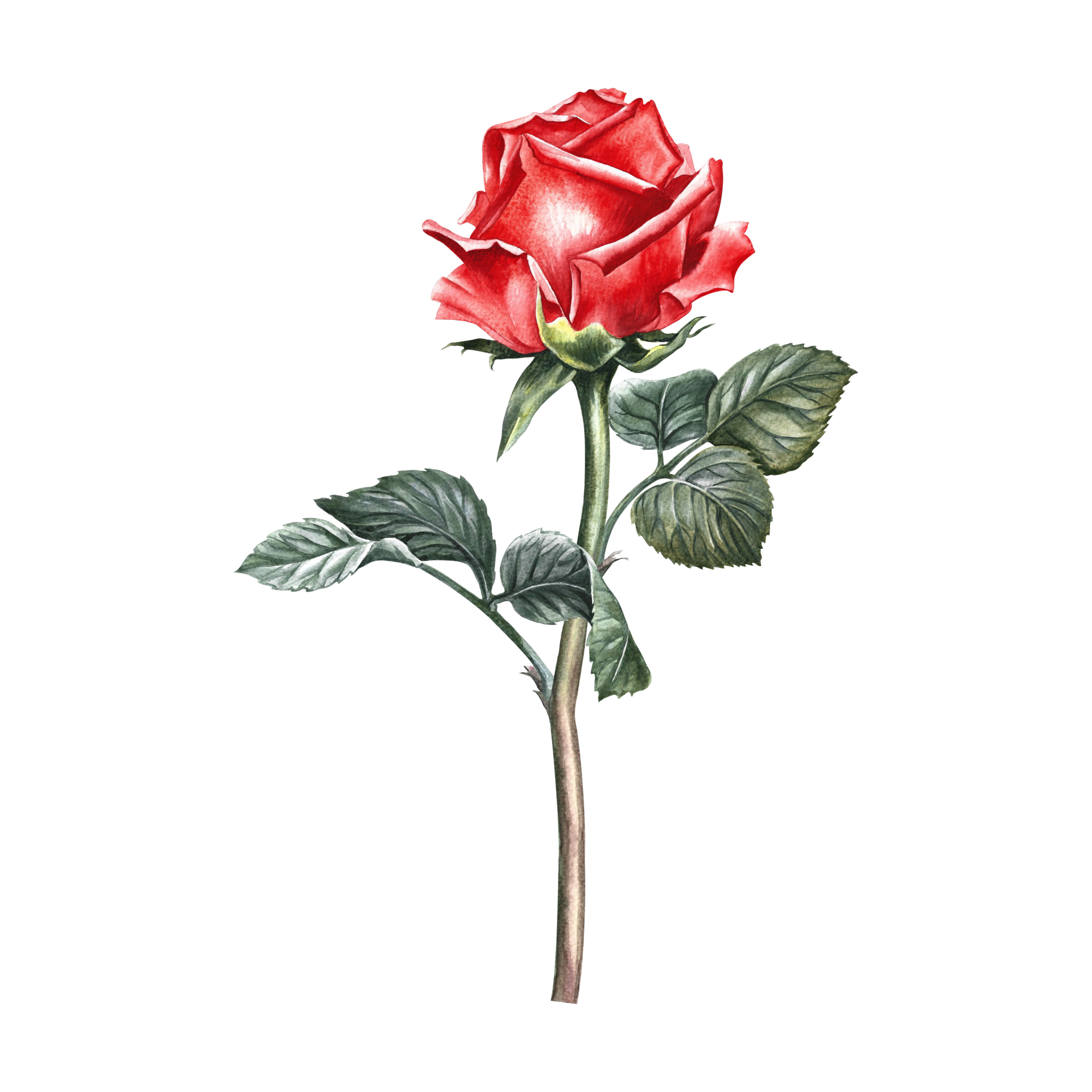 A Red Blooming Rose With A Stem And Leaves Hand drawn Watercolor a-red-blooming-rose-with-a-stem-and-leaves-hand-drawn-watercolor