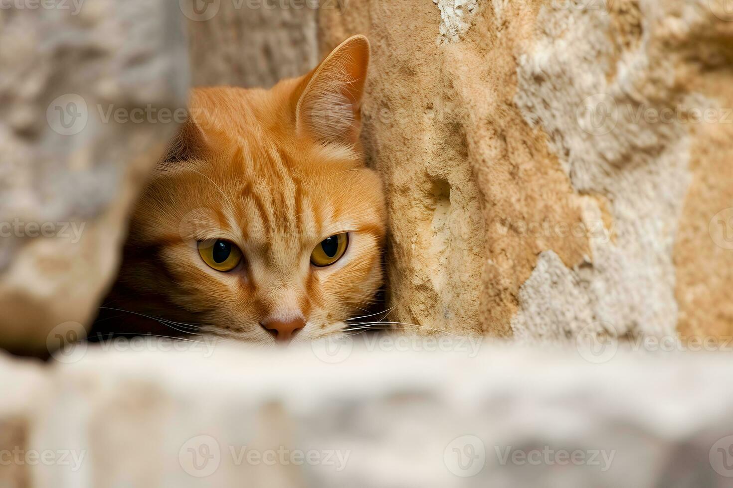 AI generated Curious cat peeking around a corner. Neural network AI generated 36165790 Stock ...