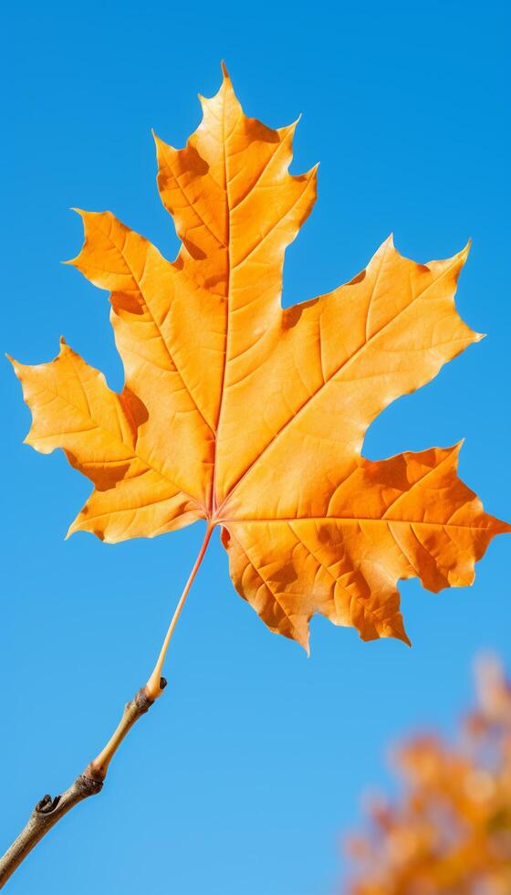 Sugar Maple Stock Photos, Images and Backgrounds for Free Download