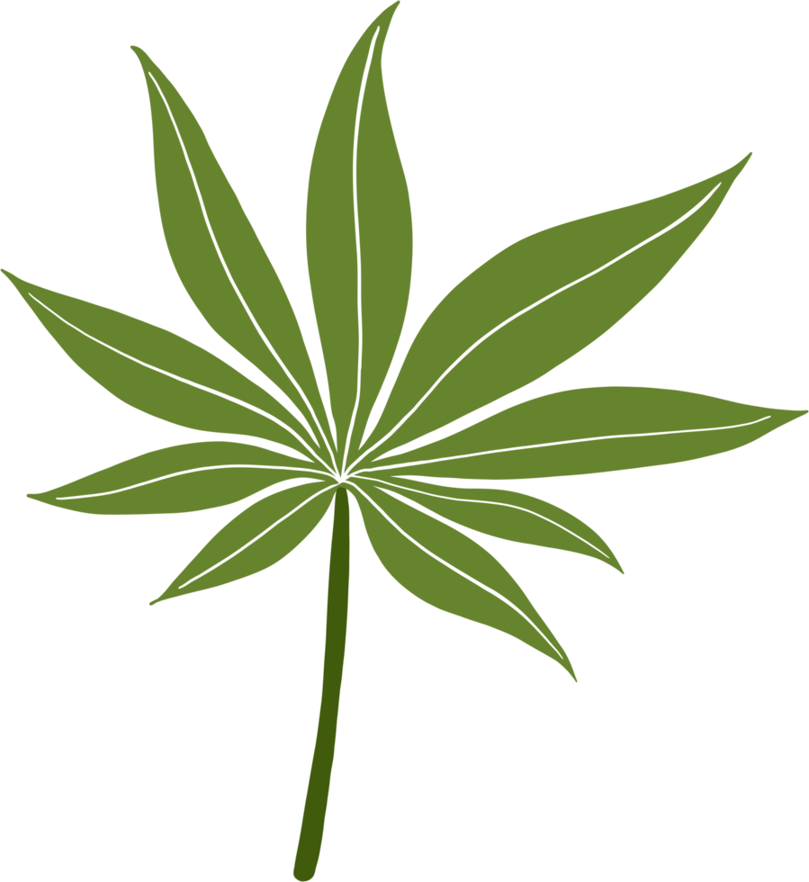 Simplicity Cannabis Leaf Freehand Drawing 36283180 Png
