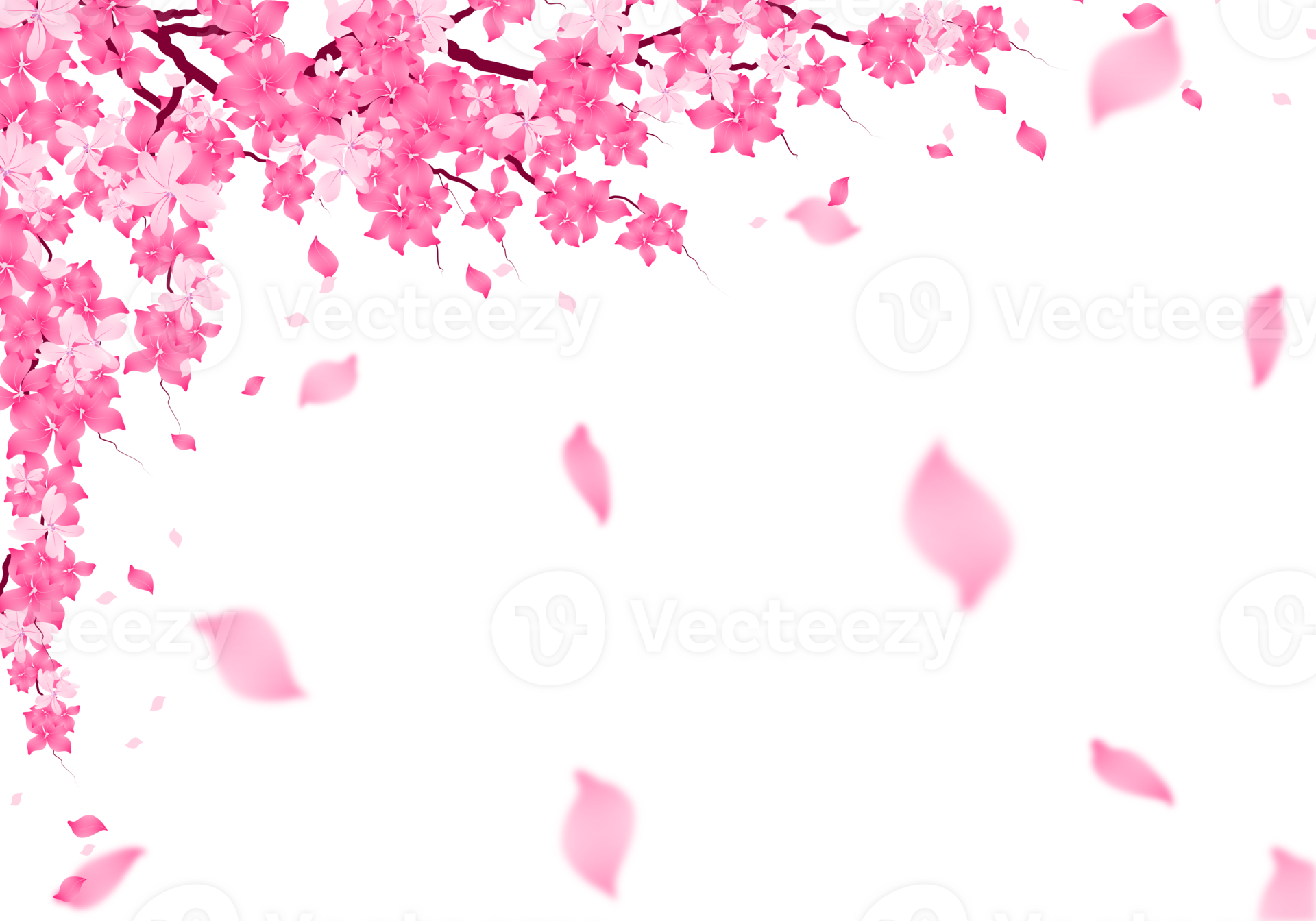 Sakura Frame Background. Cherry Blossom Border. 36309979 PNG Sakura Frame Background. Cherry Blossom Border. 36309979 PNG