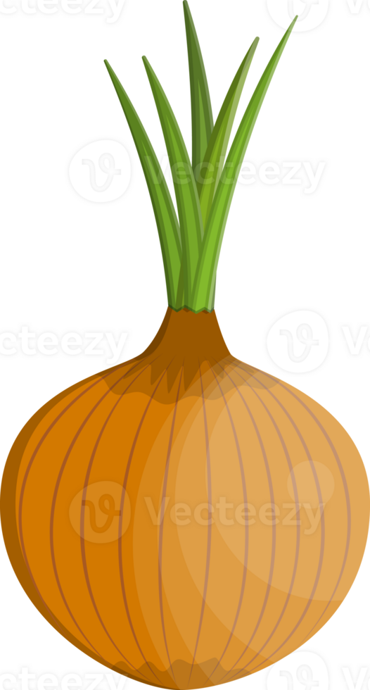Fresh Vegetable Onion icon 36310323 PNG Fresh Vegetable Onion icon 36310323 PNG