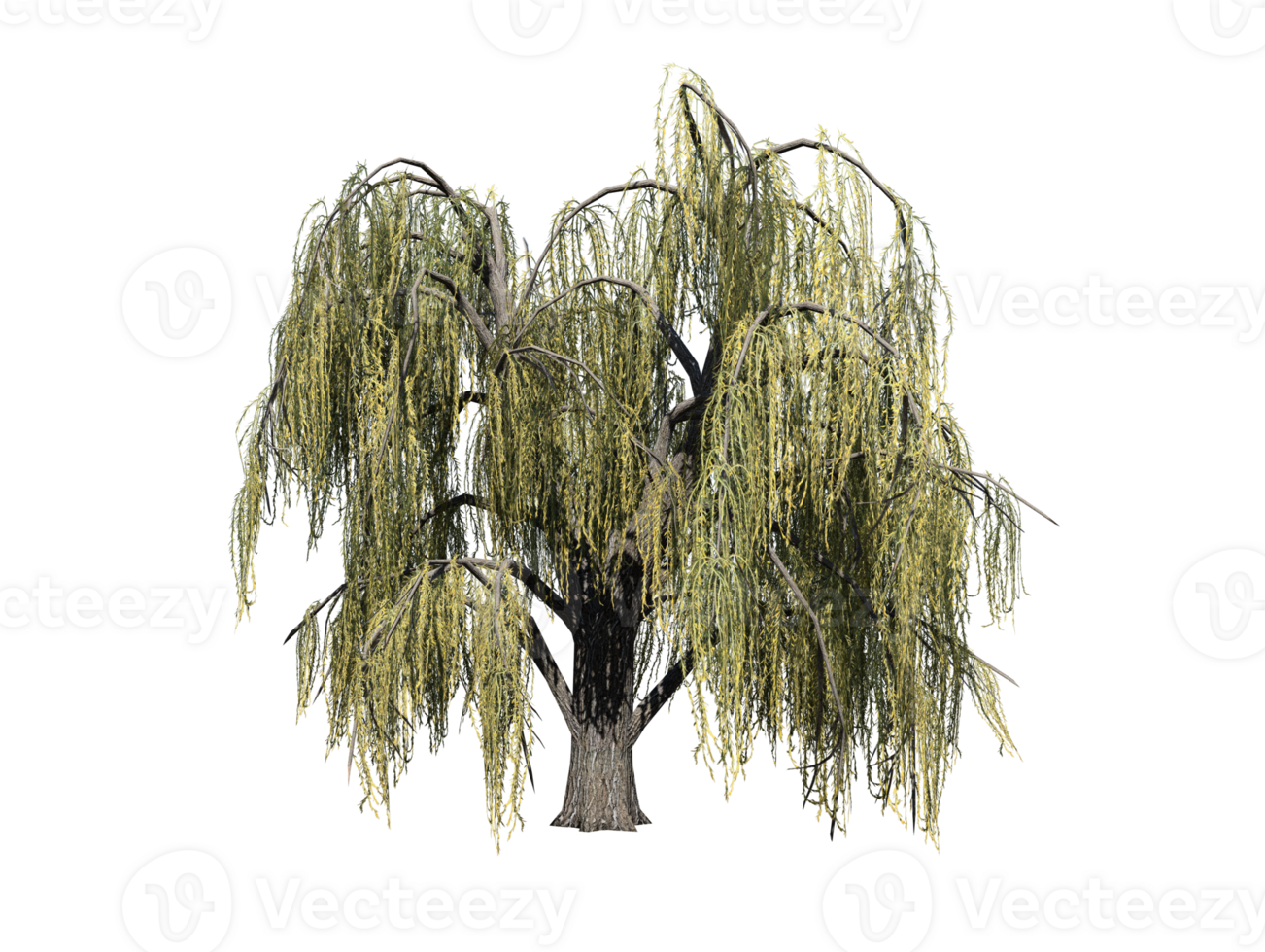 weeping willow tree high transparetn image 36353761 PNG weeping willow tree high transparetn image 36353761 PNG