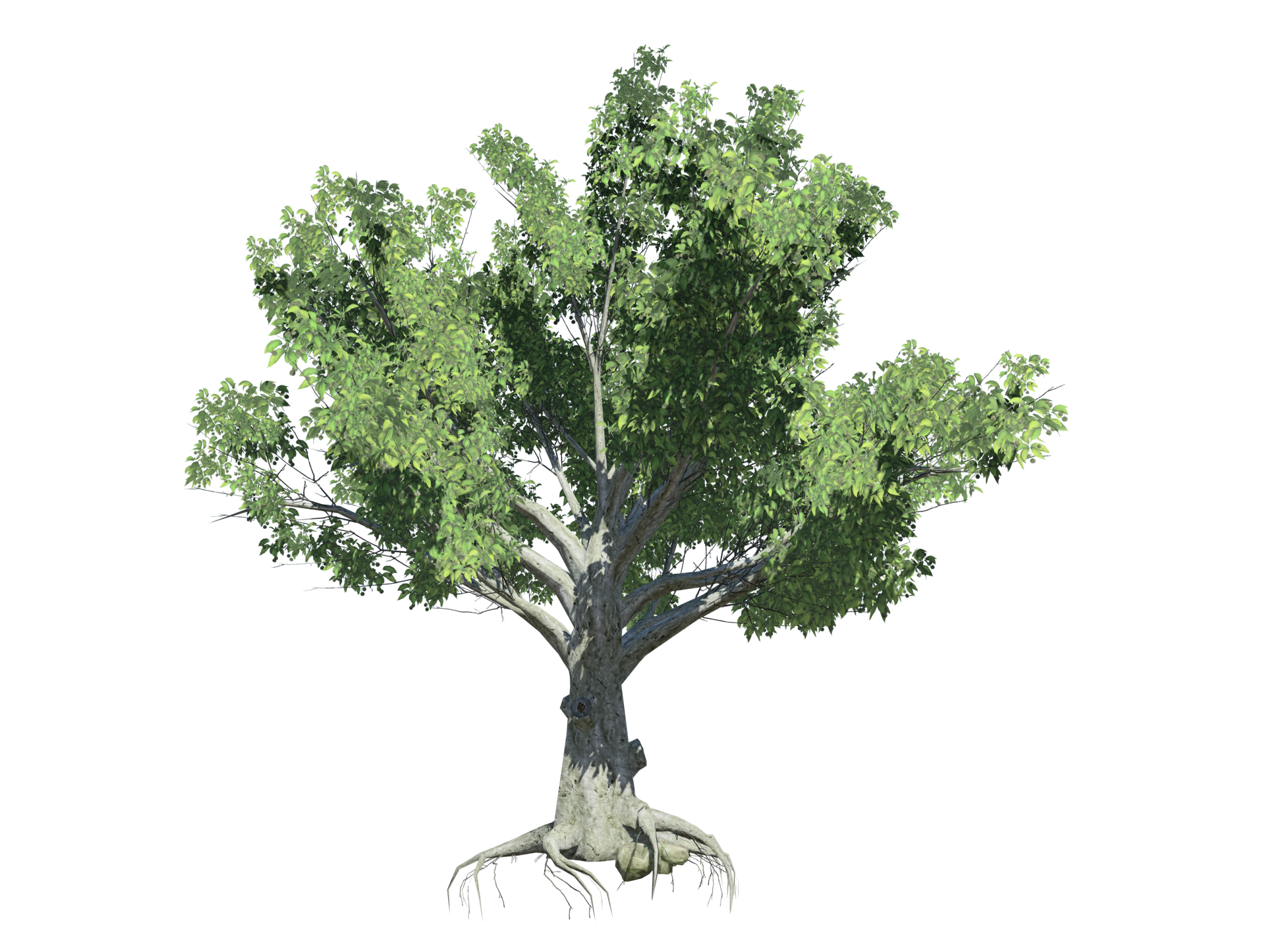 American beech tree high quality image transparent 36353790 PNG American beech tree high quality image transparent 36353790 PNG
