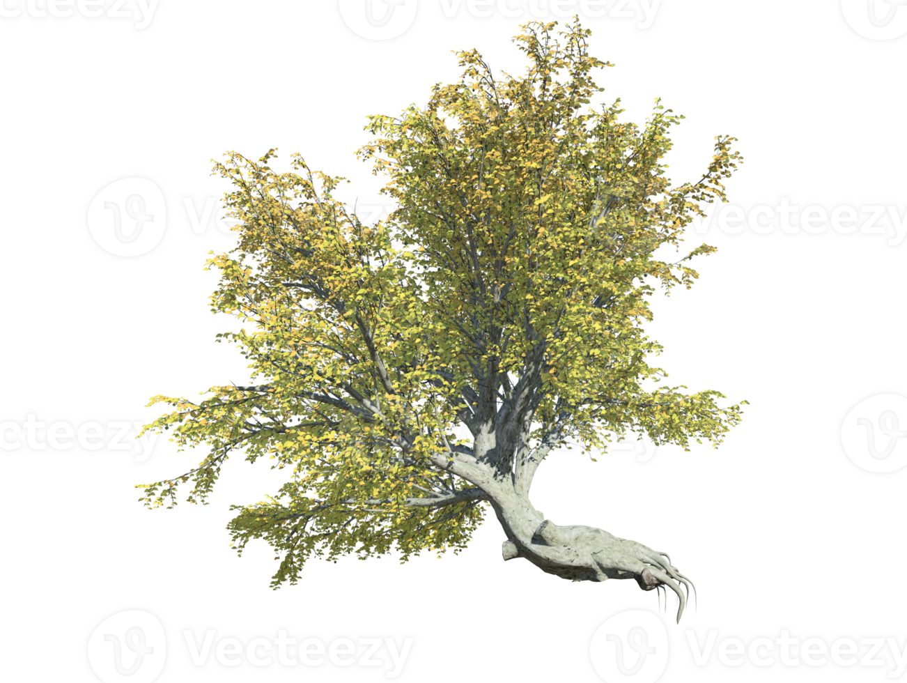 American beech tree high quality image transparent 36353809 PNG American beech tree high quality image transparent 36353809 PNG