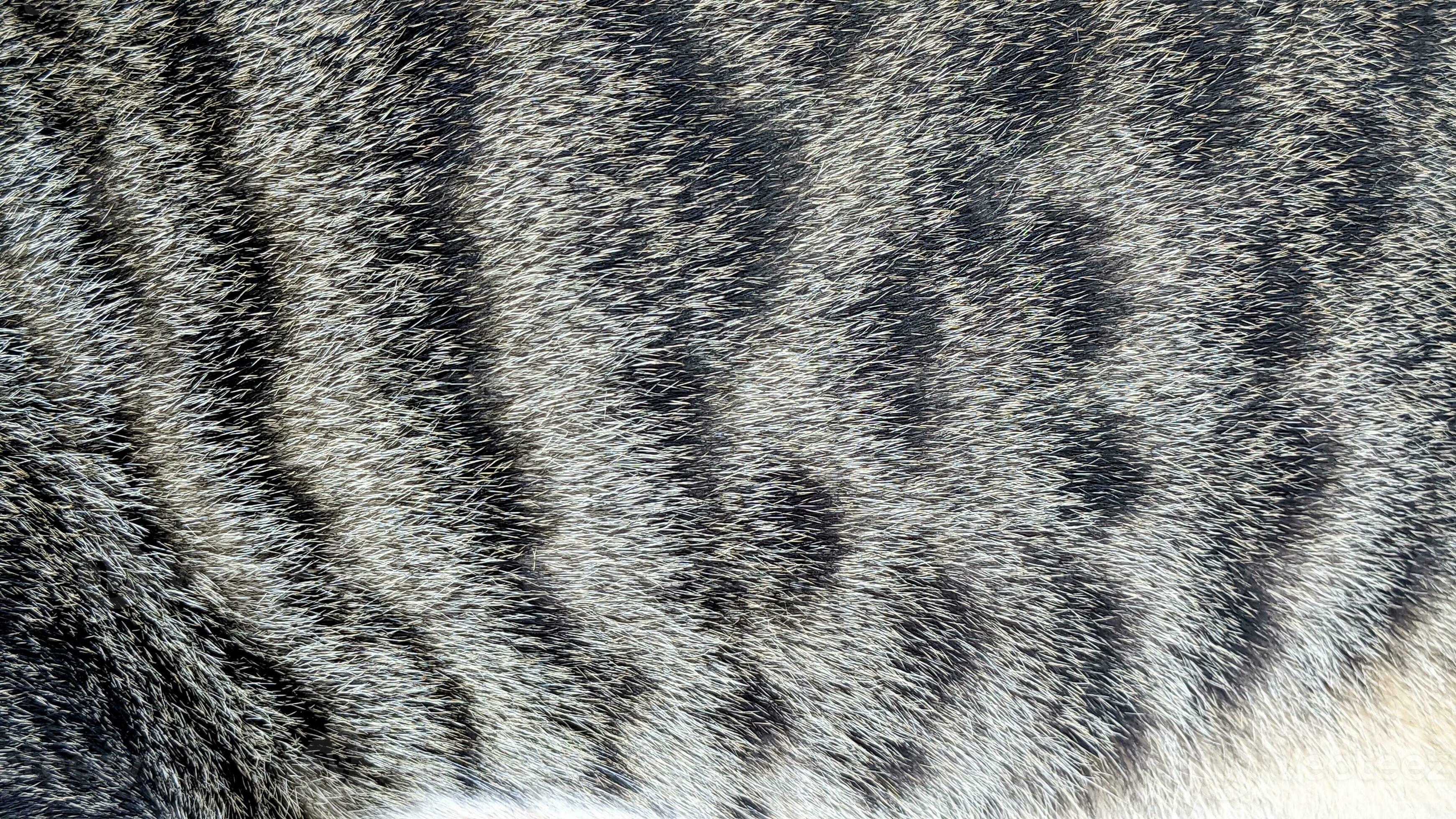 Cat fur texture, closeup of photo, can be used as a background 36365301 ...