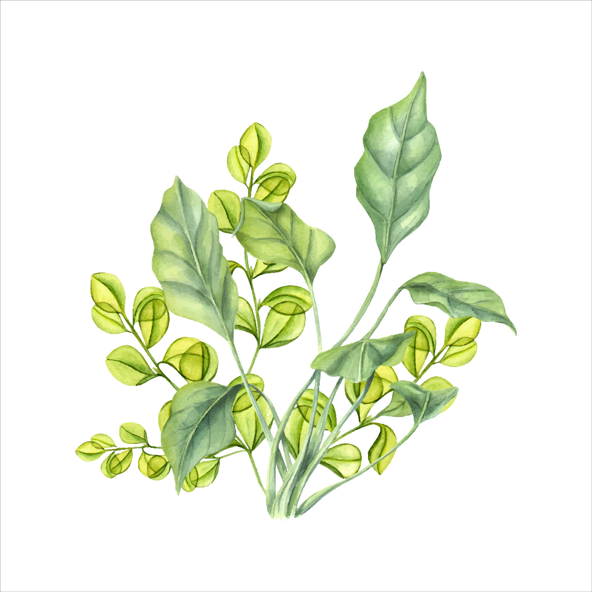 Aquarium green plants. Sea kelps. Algae, seaweeds. Yellow green leaves ... Aquarium green plants. Sea kelps. Algae, seaweeds. Yellow green leaves ...