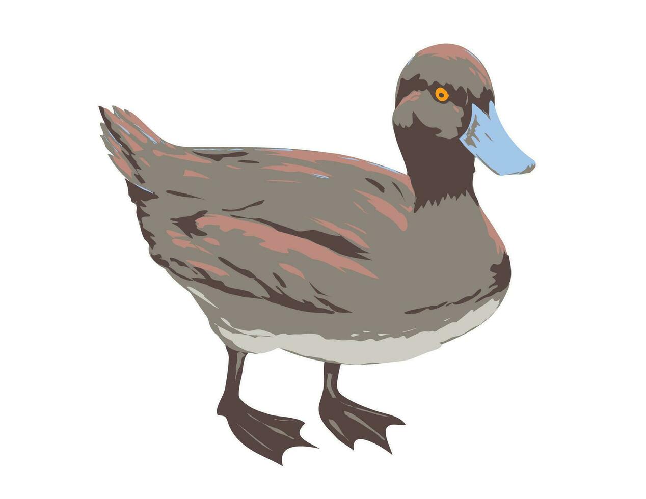 Blue Billed Duck Or Oxyura Australis Side View Isolated Background Art Deco Wpa Poster Art