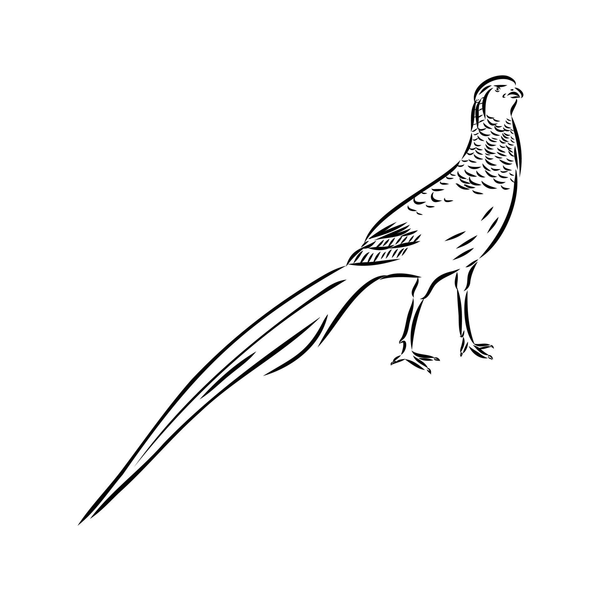 pheasant vector sketch 36437369 Vector Art at Vecteezy