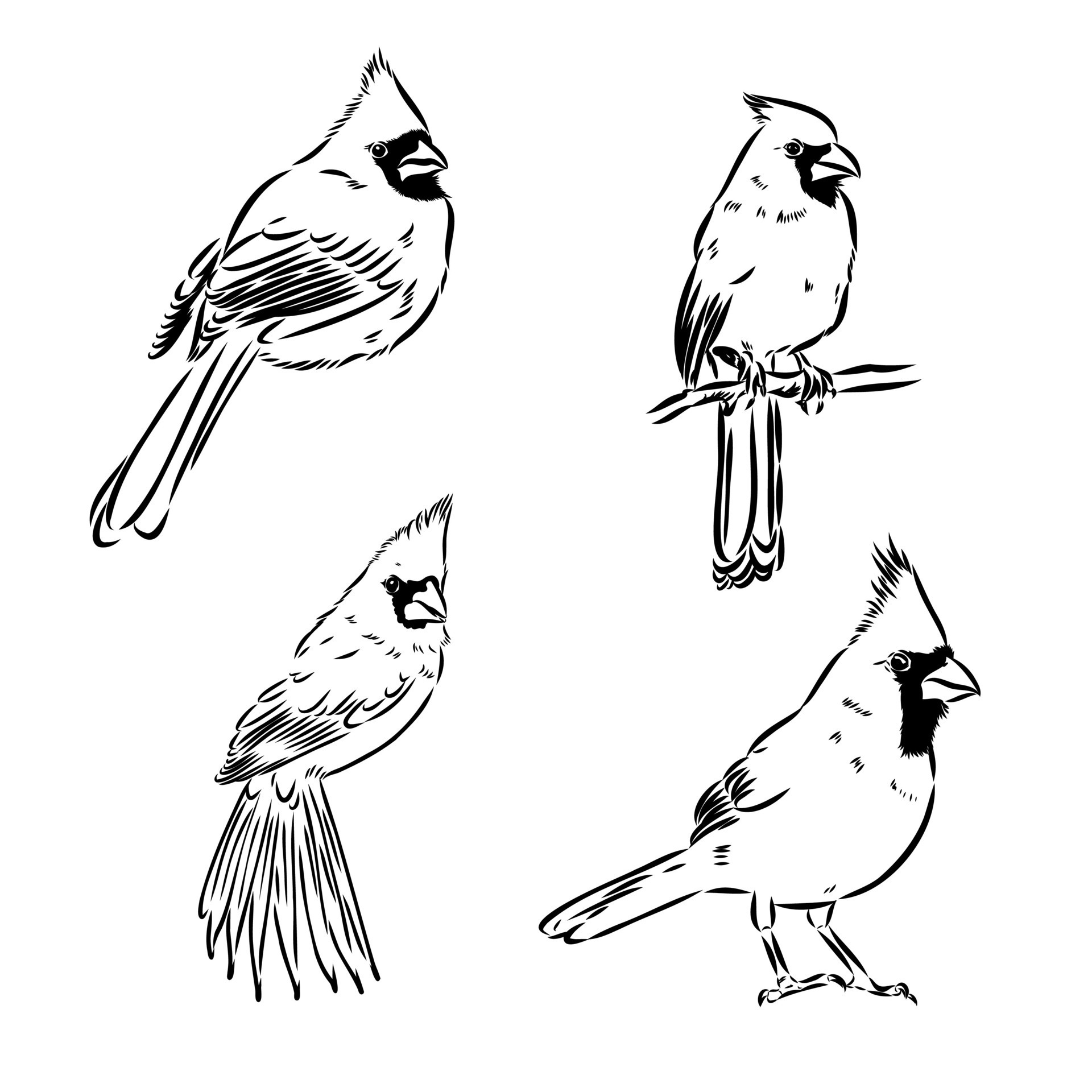 Cardinal Bird Vector Sketch 36437936 Vector Art At Vecteezy