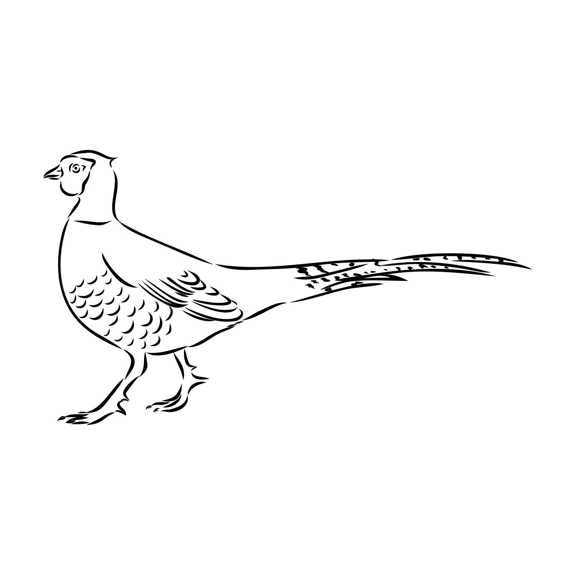 pheasant vector sketch 36437983 Vector Art at Vecteezy