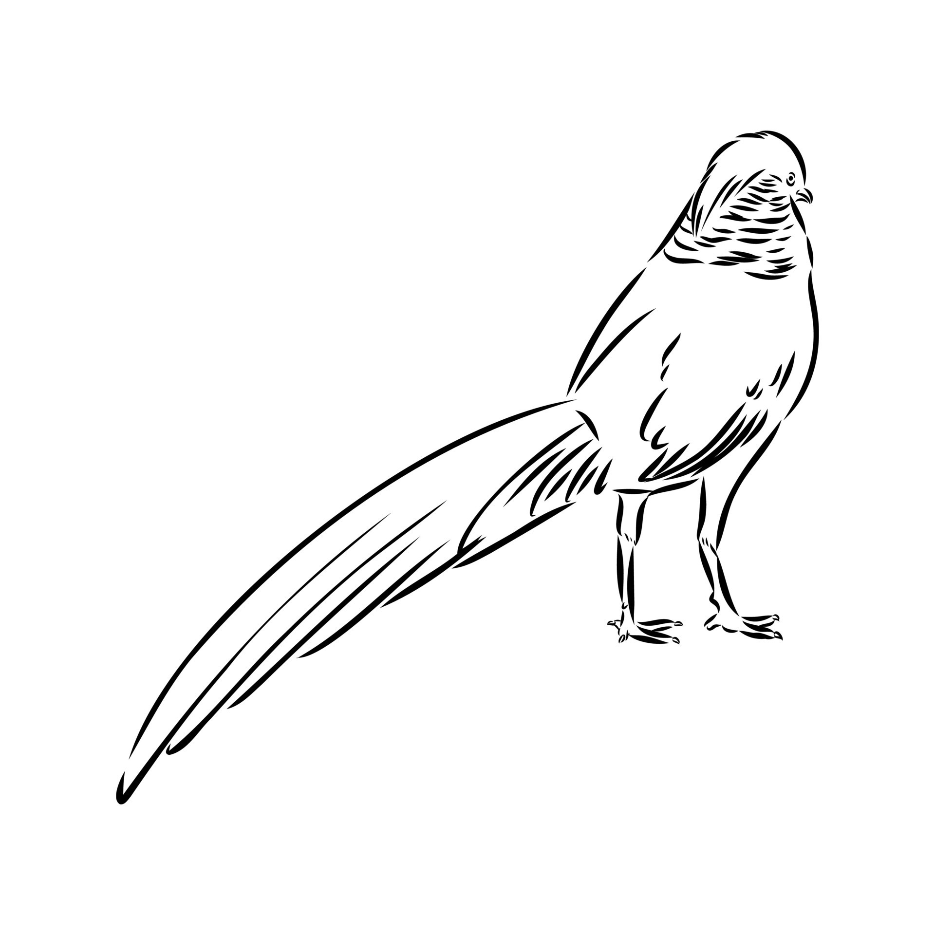 pheasant vector sketch 36438227 Vector Art at Vecteezy