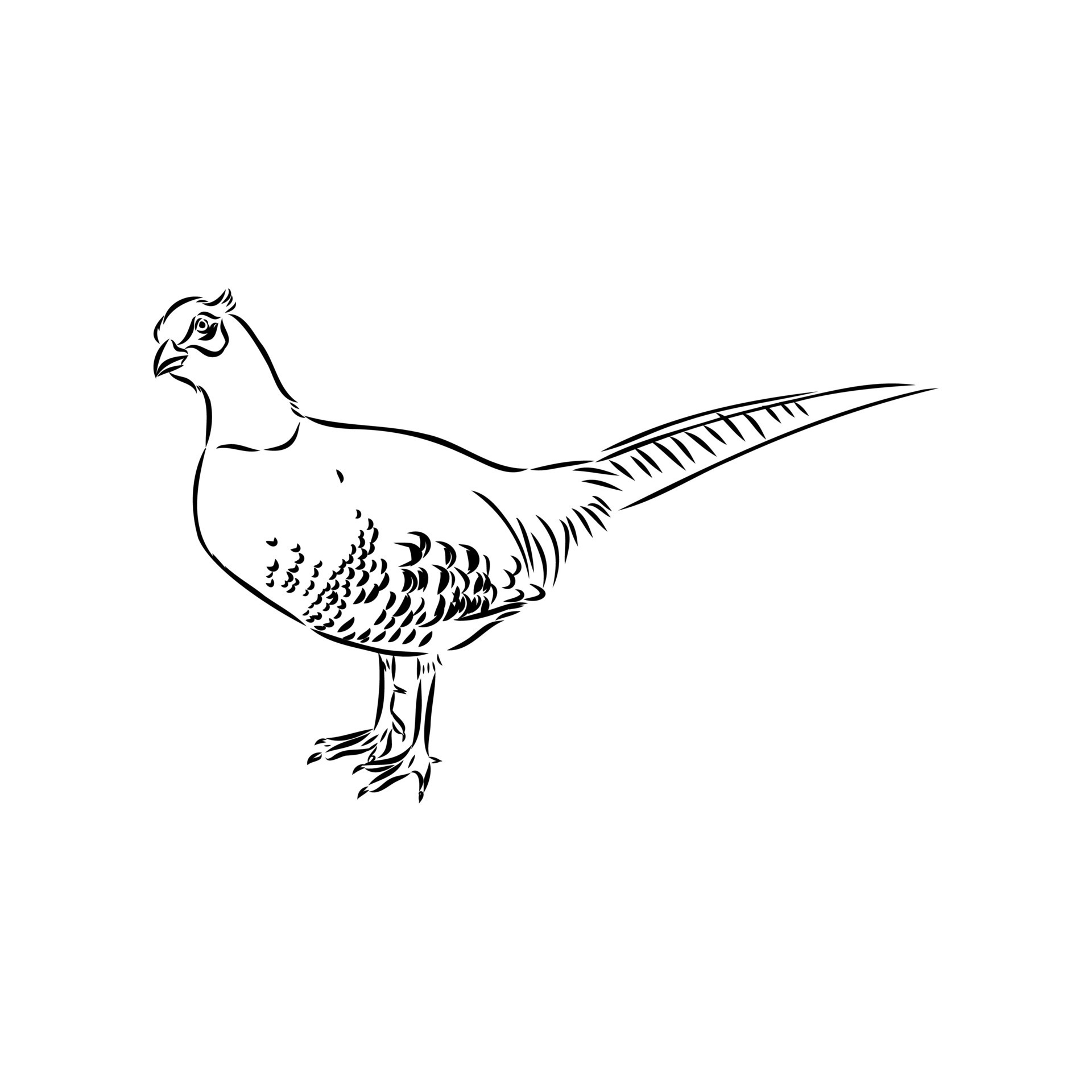 pheasant vector sketch 36438275 Vector Art at Vecteezy