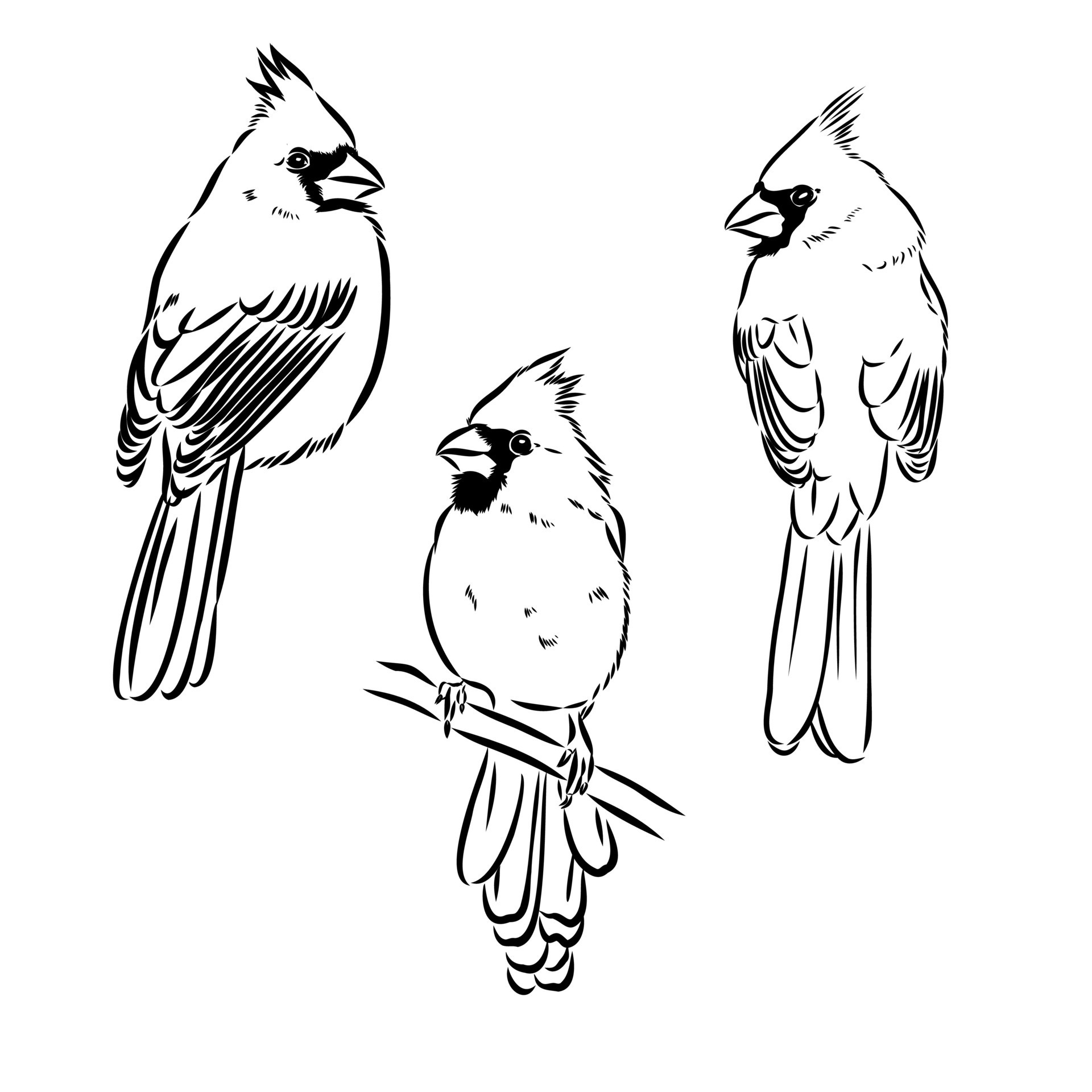 Cardinal Bird Vector Sketch 36439082 Vector Art At Vecteezy