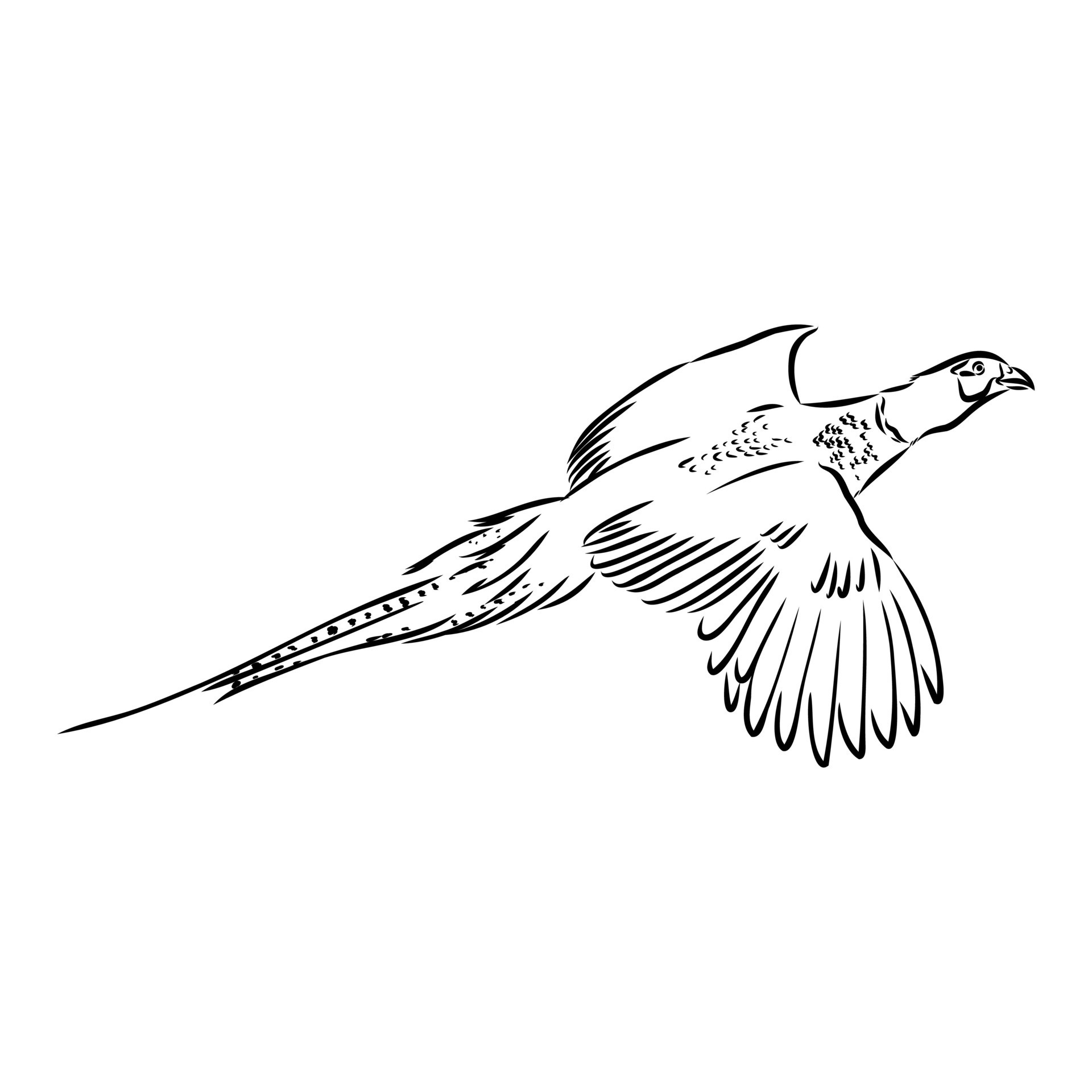 pheasant vector sketch 36439489 Vector Art at Vecteezy